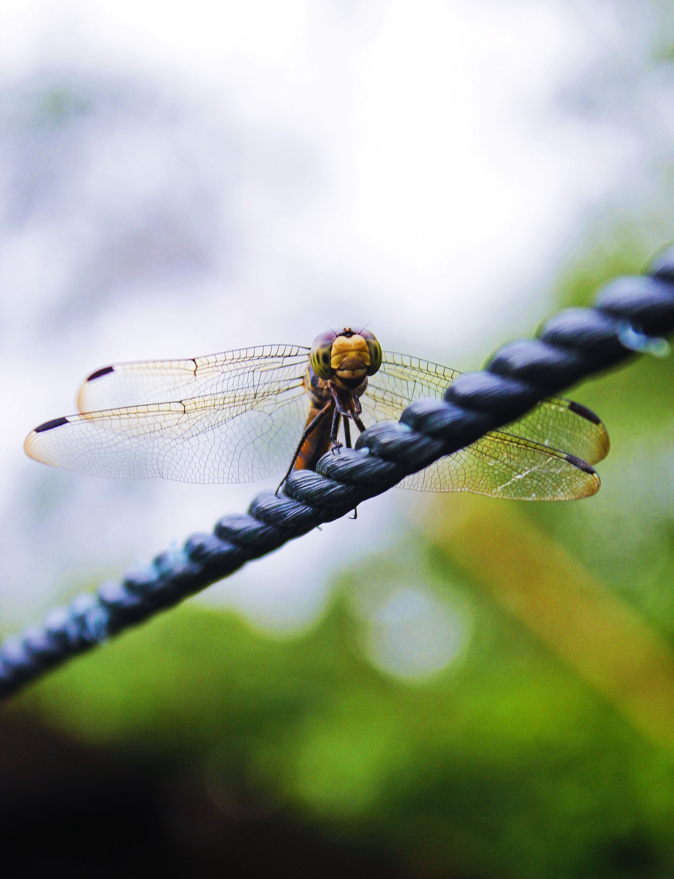 Macro Photography of a Dragonfly · Free Stock Photo