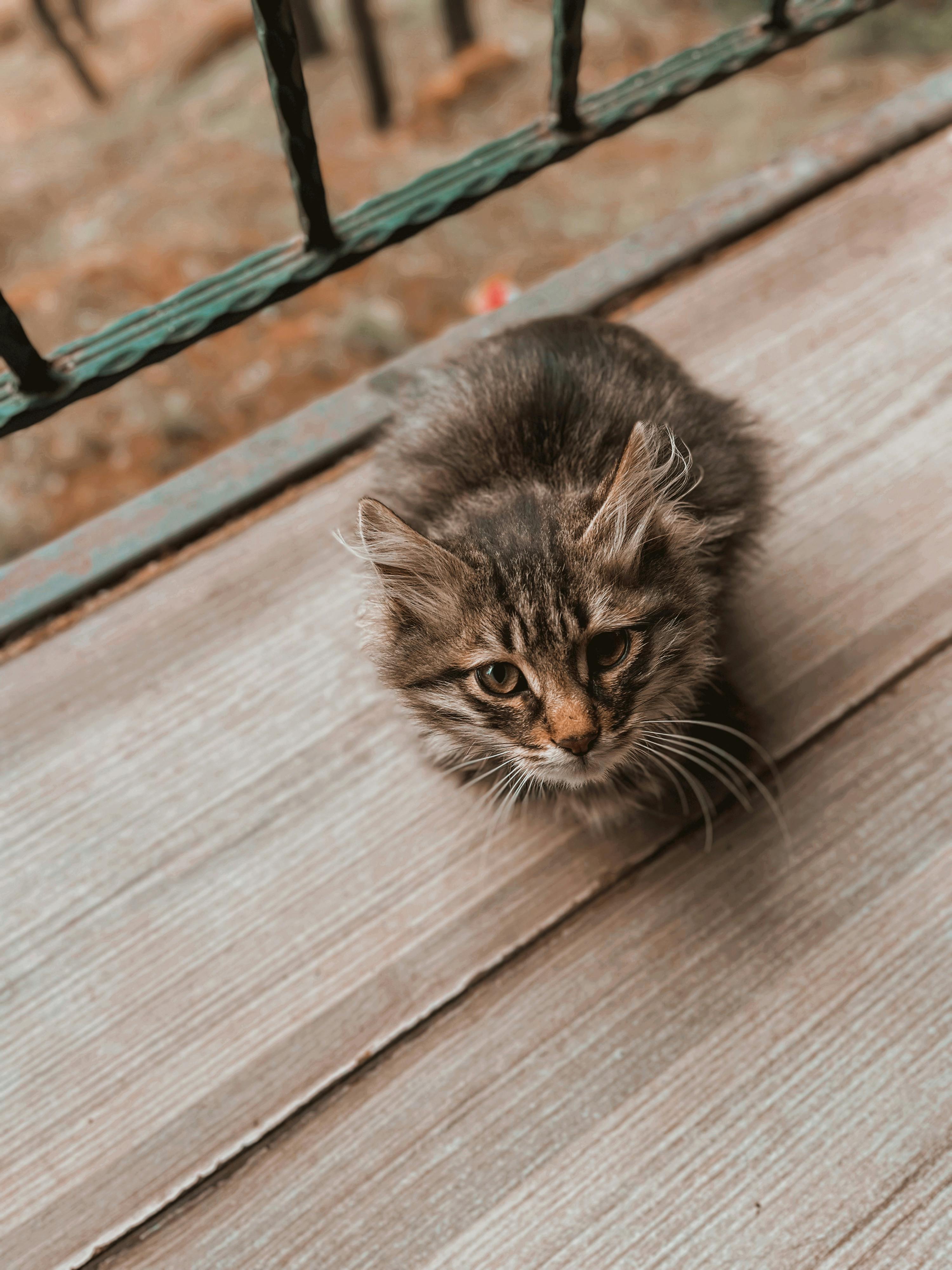 Scared Cat Photos, Download The BEST Free Scared Cat Stock Photos & HD ...