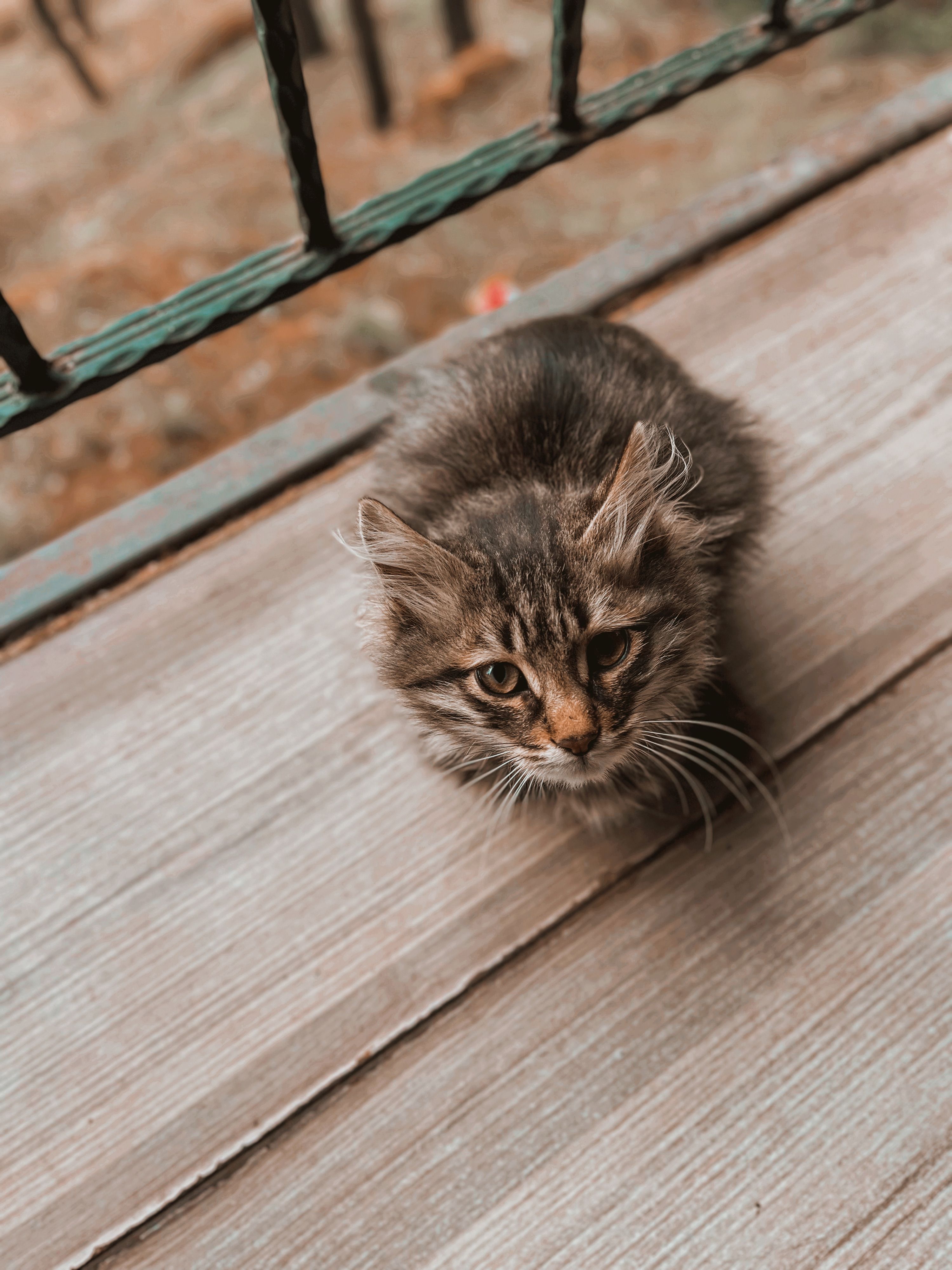 Wanderer Cat Photos, Download The BEST Free Wanderer Cat Stock Photos ...