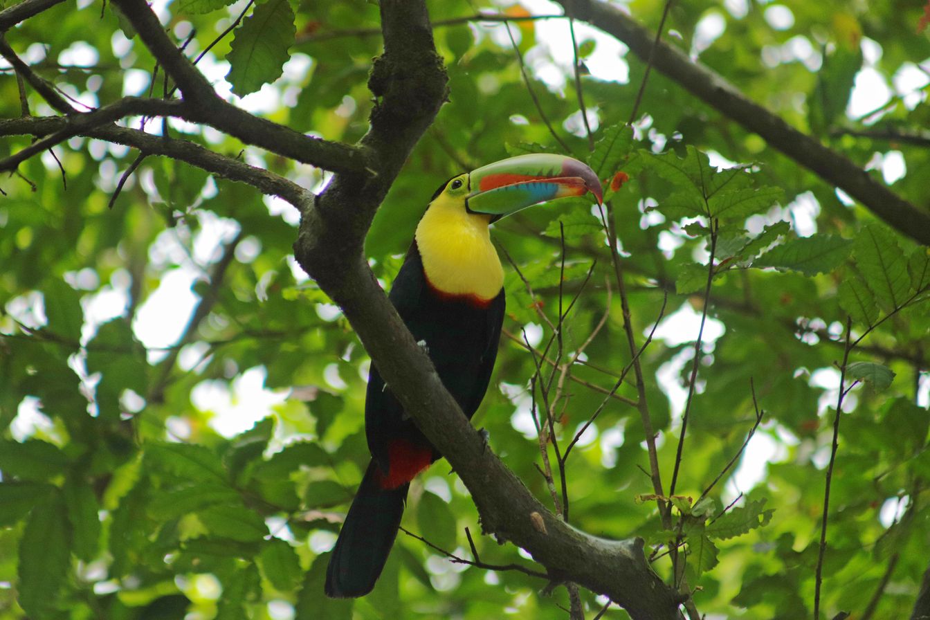 Ramphastos Sulfuratus: Keel-Billed Toucan Facts and Habitat