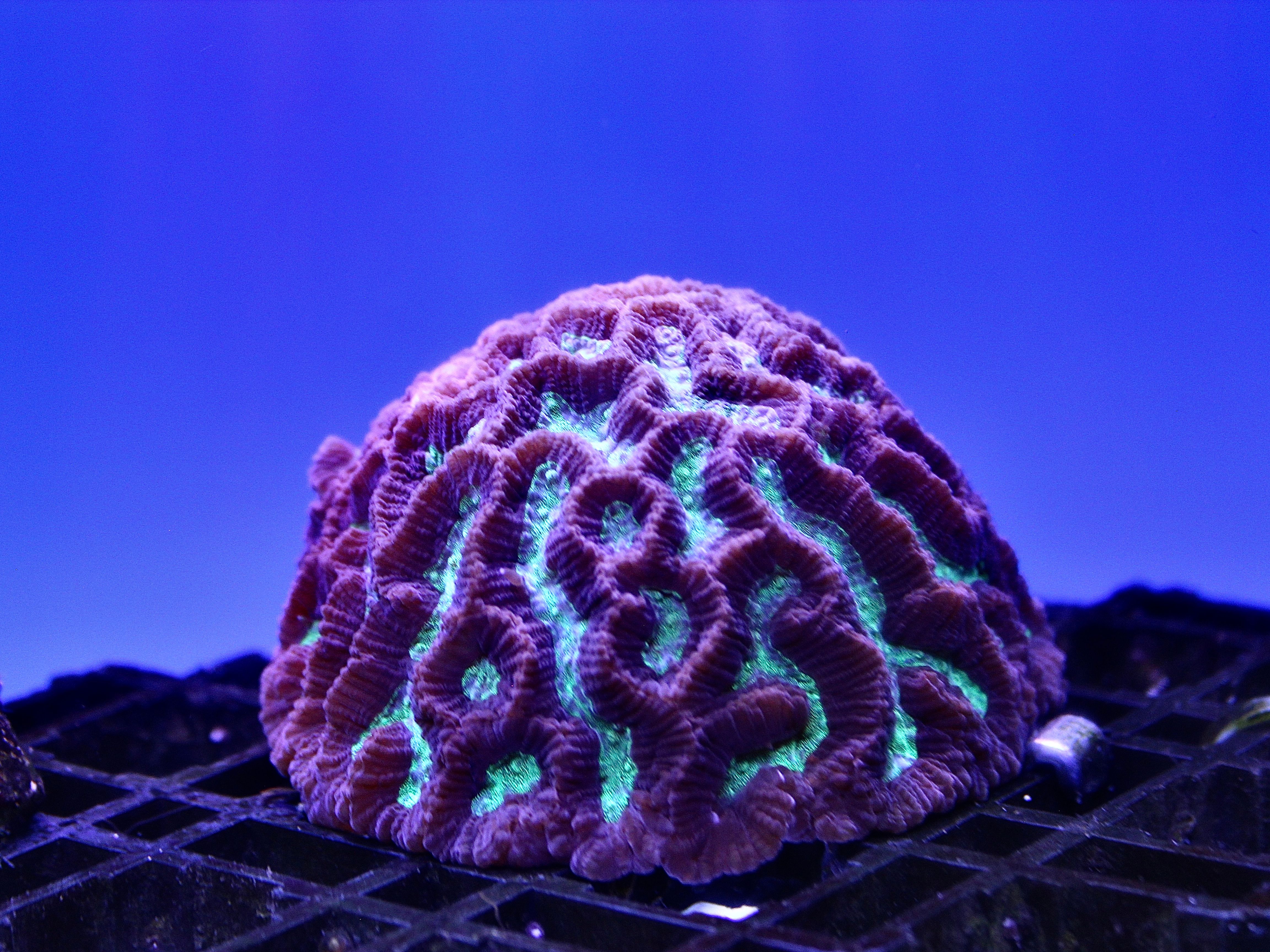Coral Cerebro Vibrante En Un Acuario · Foto de stock gratuita
