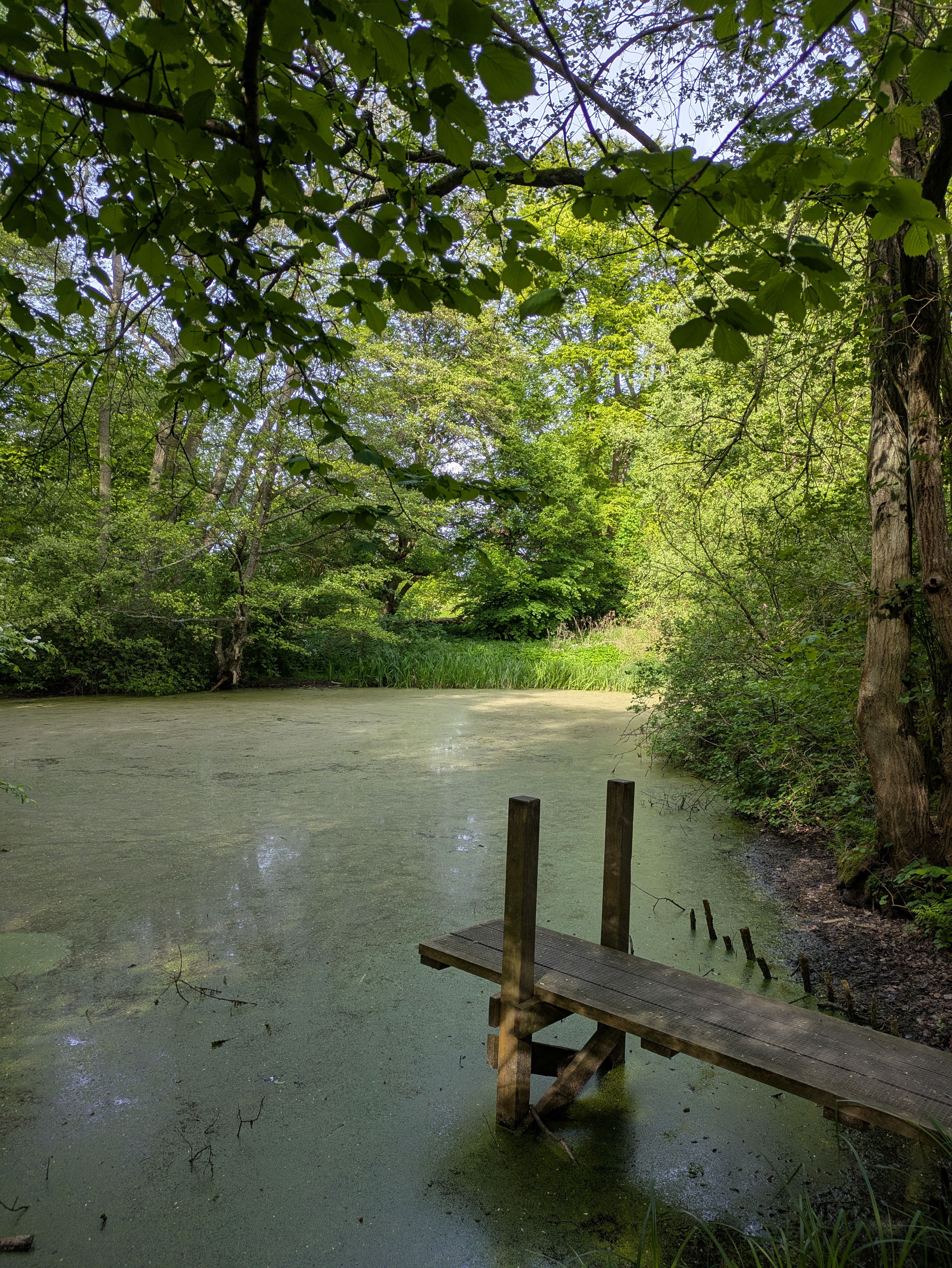 Serene Wooden Jetty by Tranquil Forest Pond · Free Stock Photo