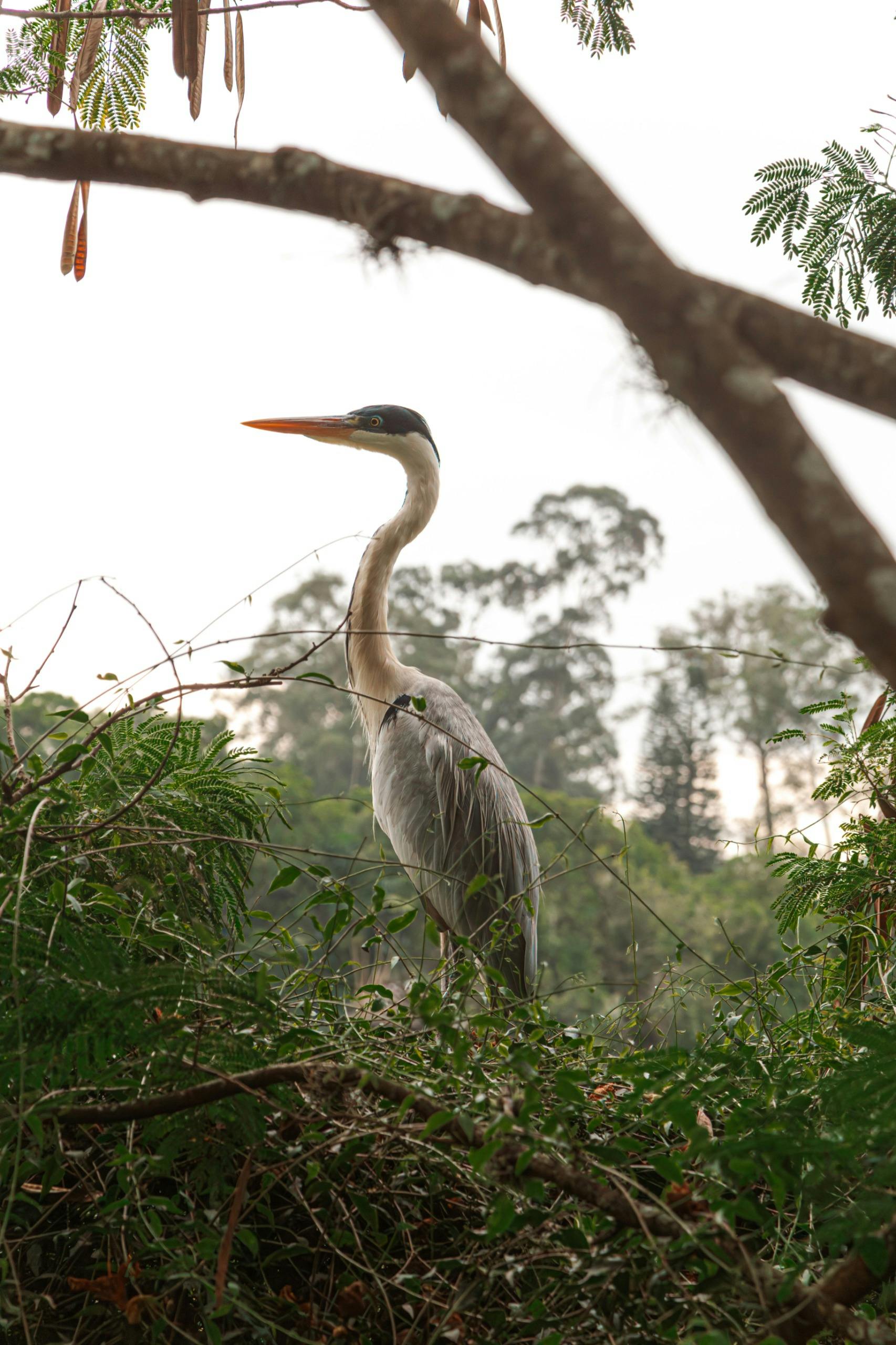 Friendly+Rivalry+Wallpaper Photos, Download The BEST Free Friendly ...