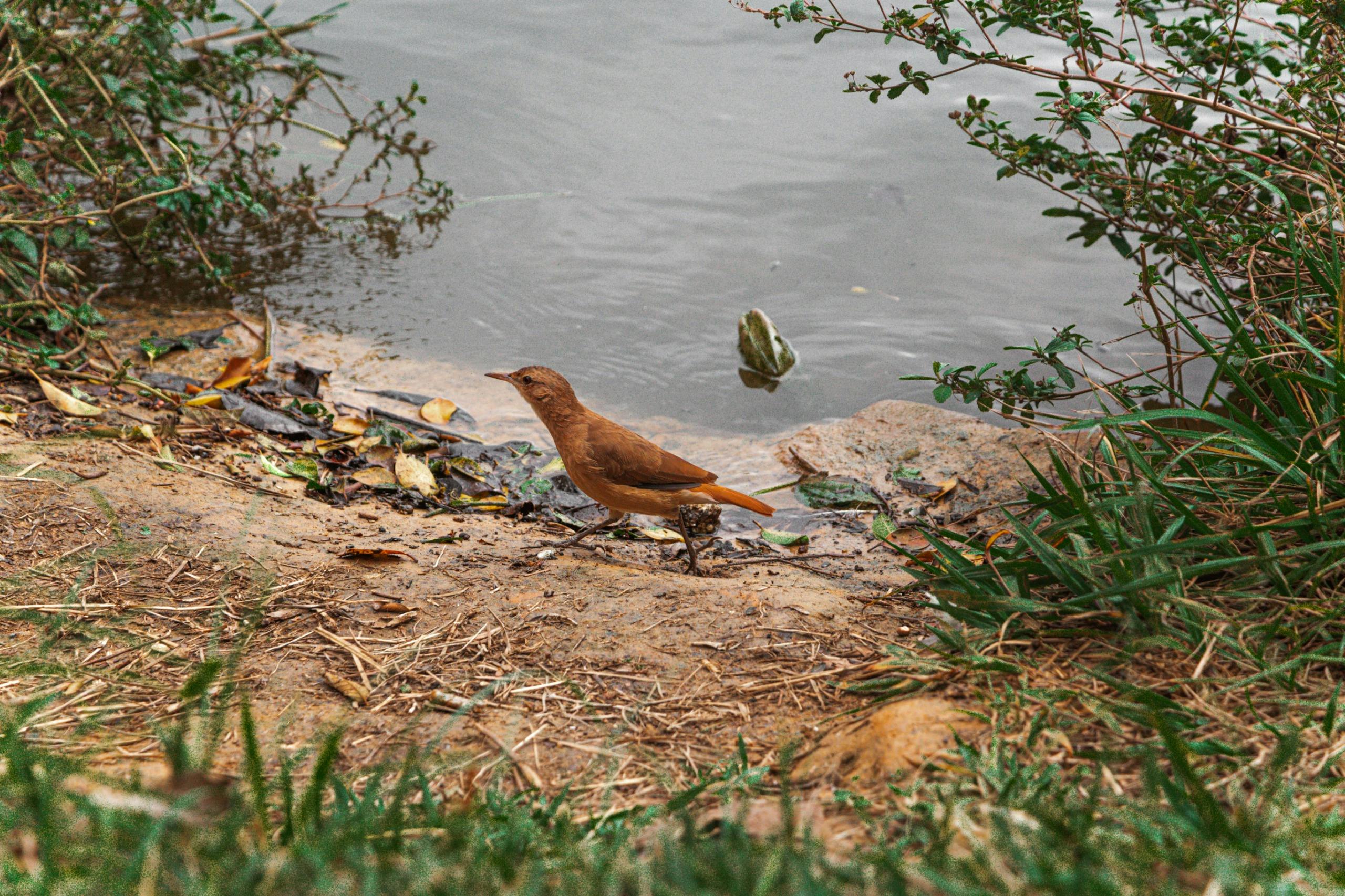 Rusty Bird by Tranquil Riverside in Nature · Free Stock Photo