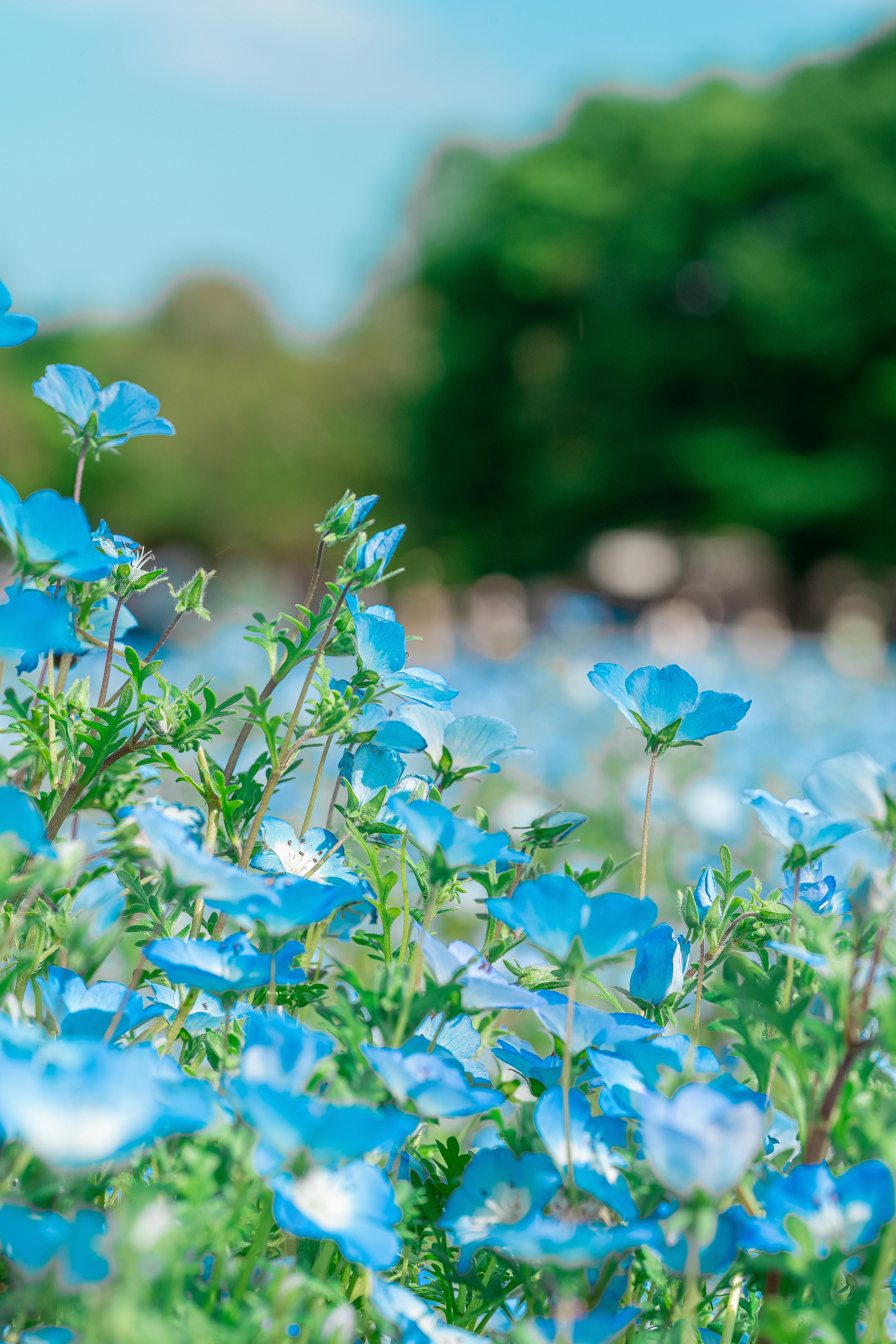Vibrant Blue Flowers in Tachikawa, Tokyo Park · Free Stock Photo