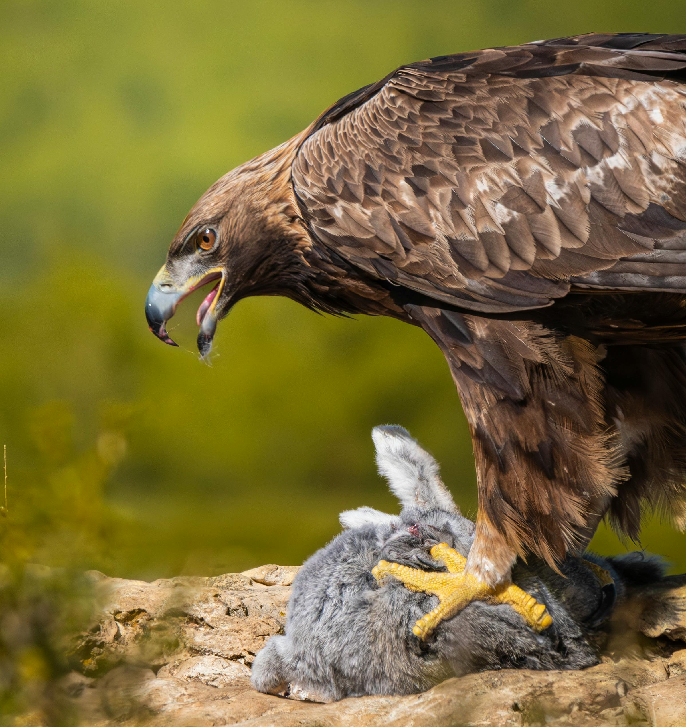Golden Eagle with Rabbit Prey in Nature · Free Stock Photo
