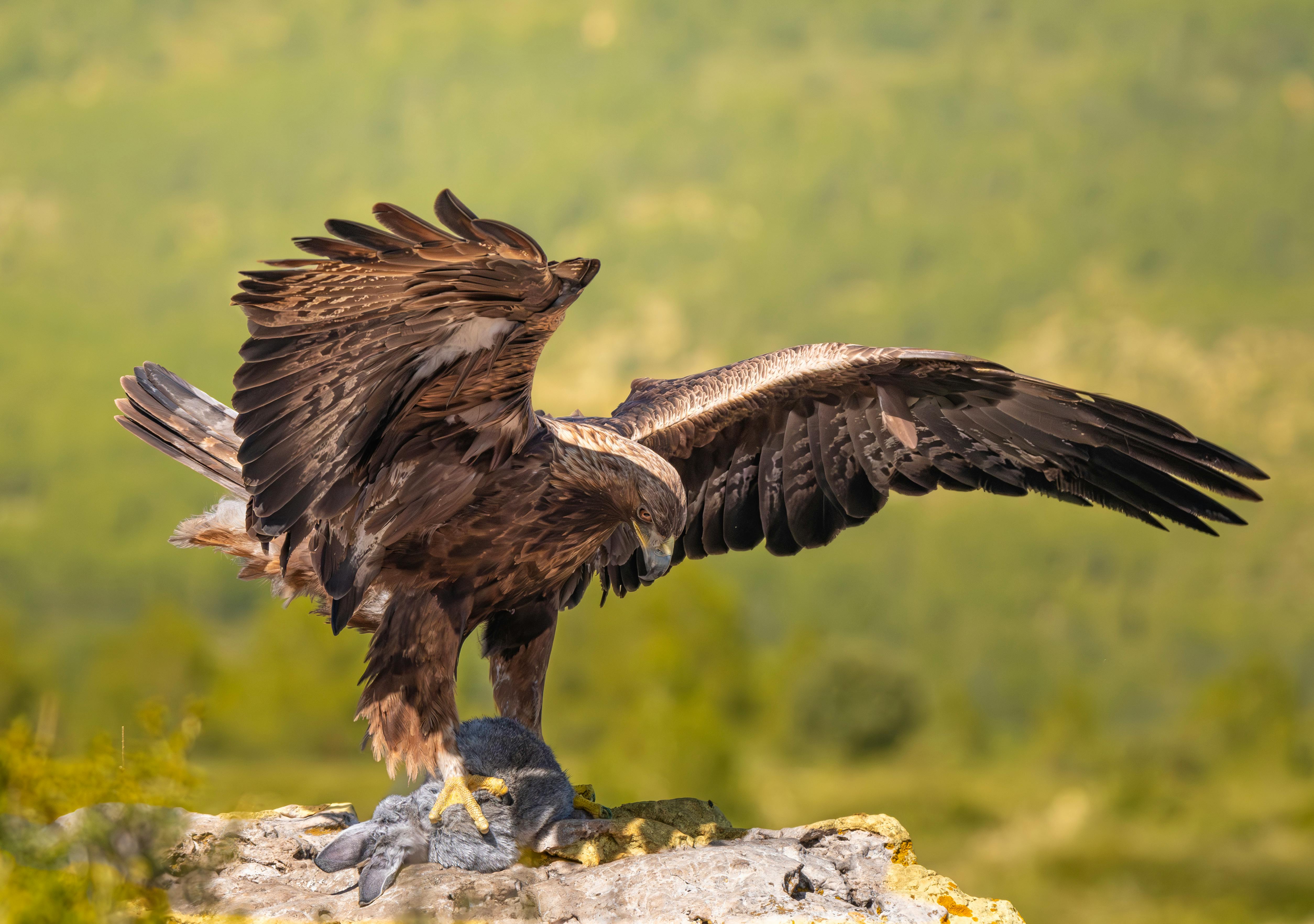Golden Eagle Capturing Prey in Mountainous Landscape · Free Stock Photo