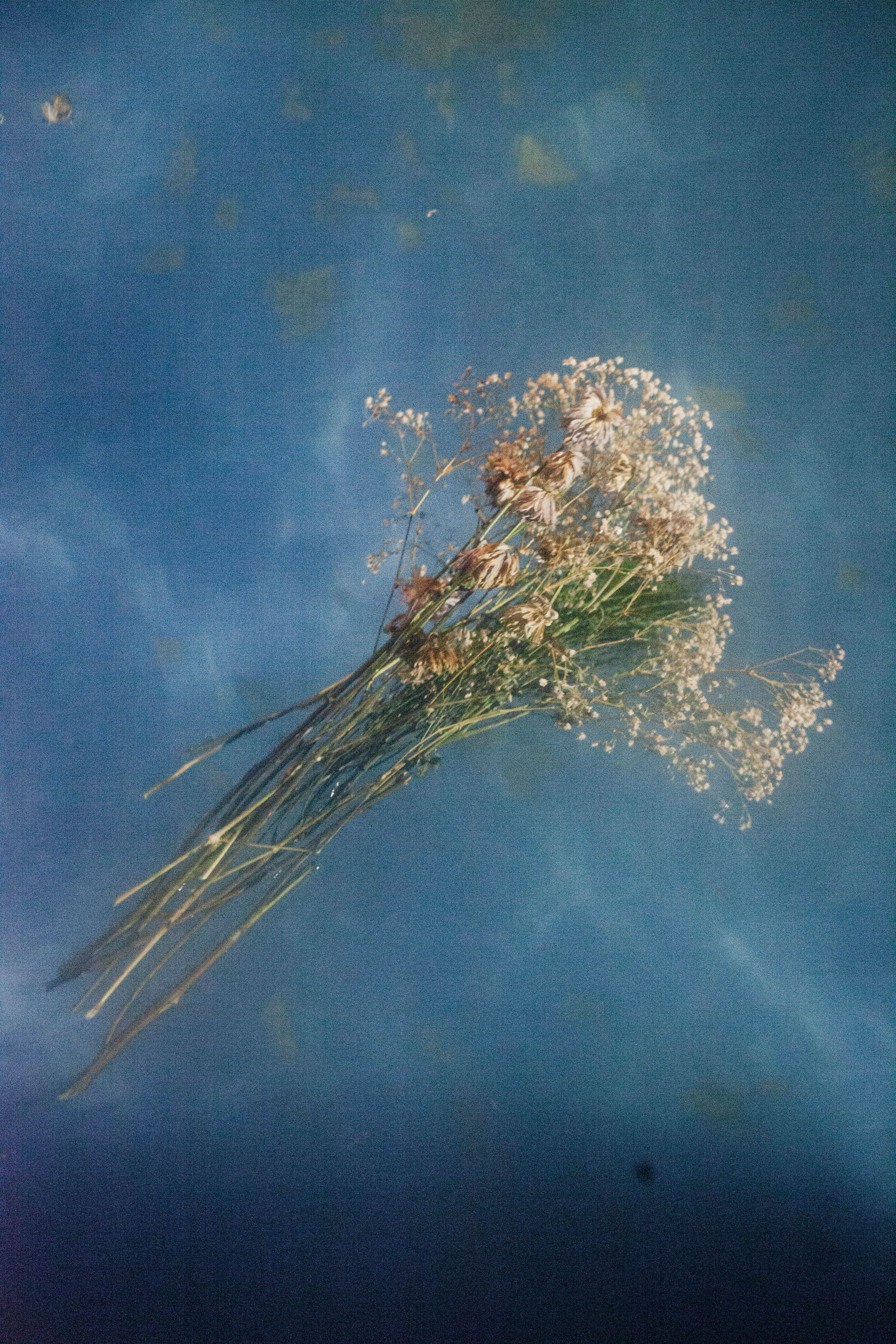 Delicate White Flowers Floating in Blue Water · Free Stock Photo