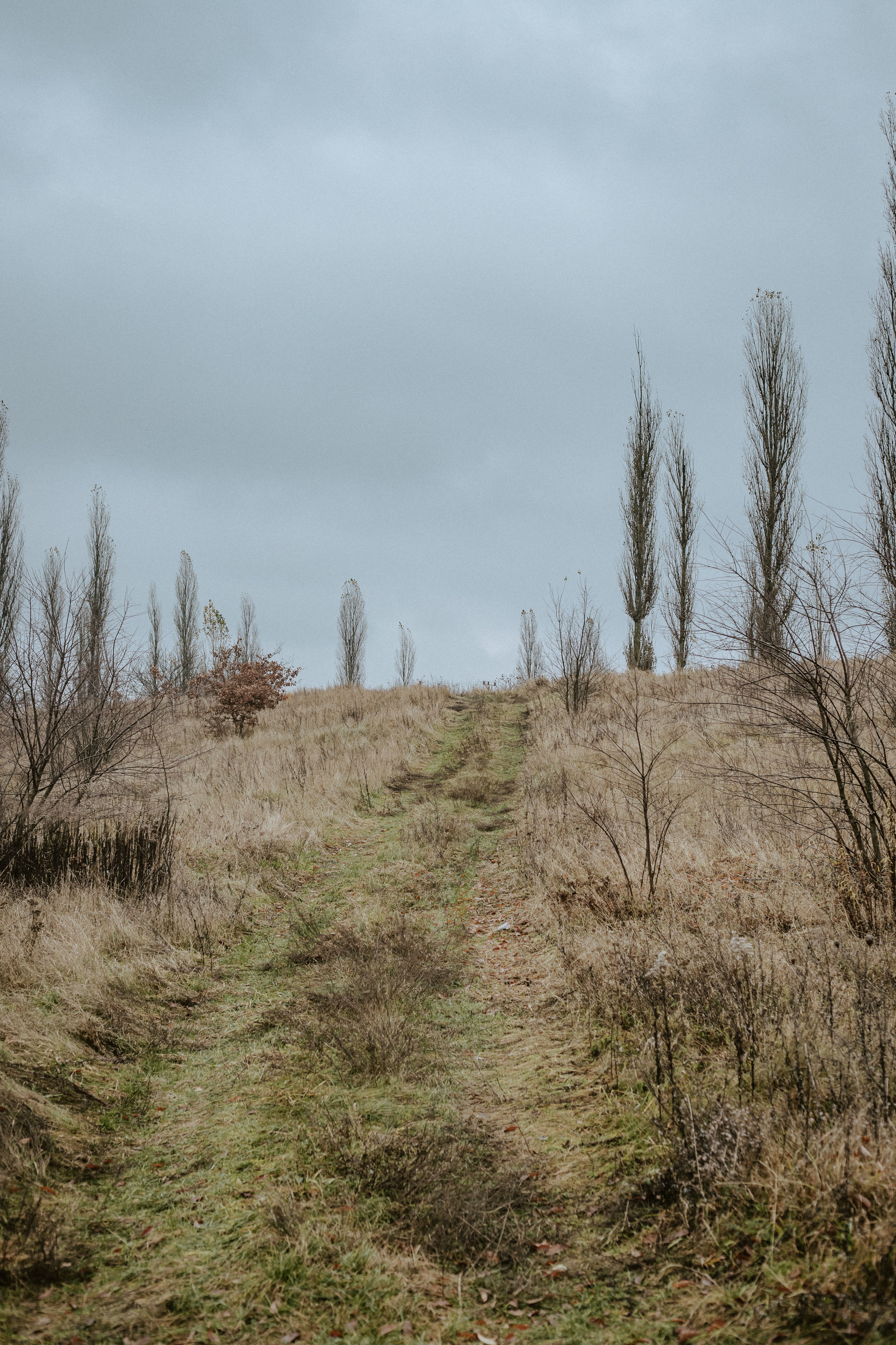 Moody Path Through Autumn Landscape · Free Stock Photo