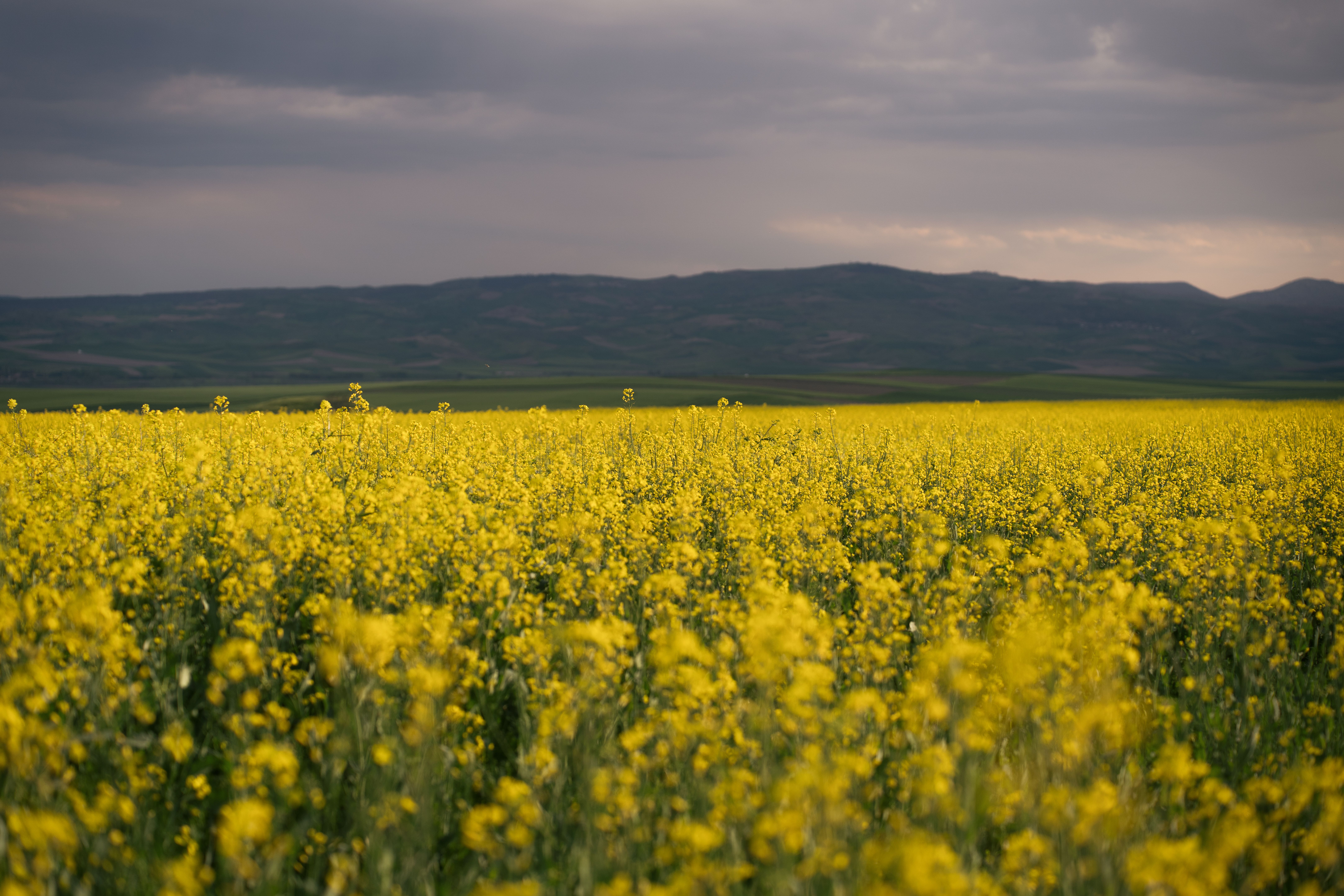 Vast Yellow Canola Field in Merzifon, Türkiye · Free Stock Photo