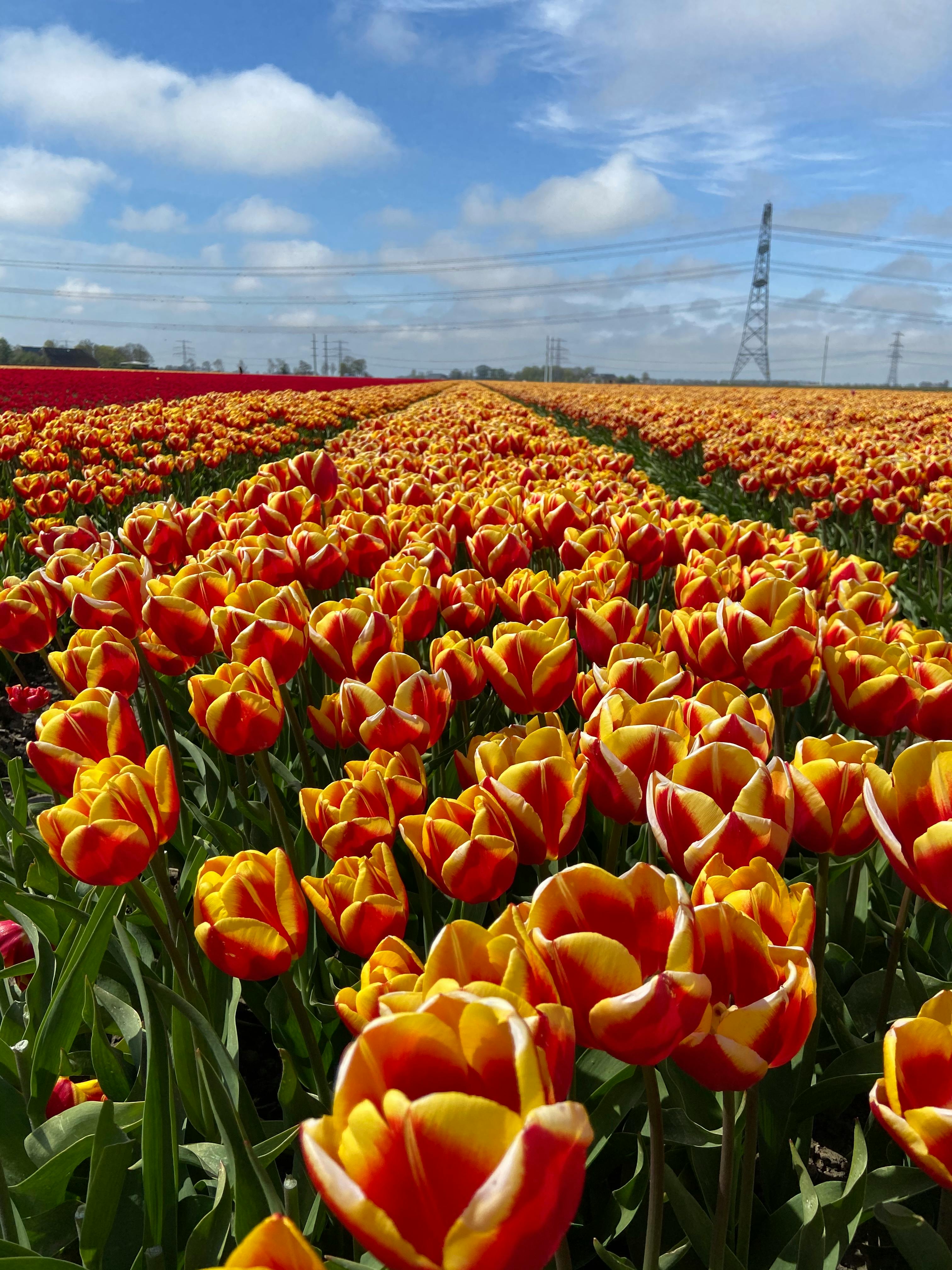 Spijk Photos, Download The BEST Free Spijk Stock Photos & HD Images