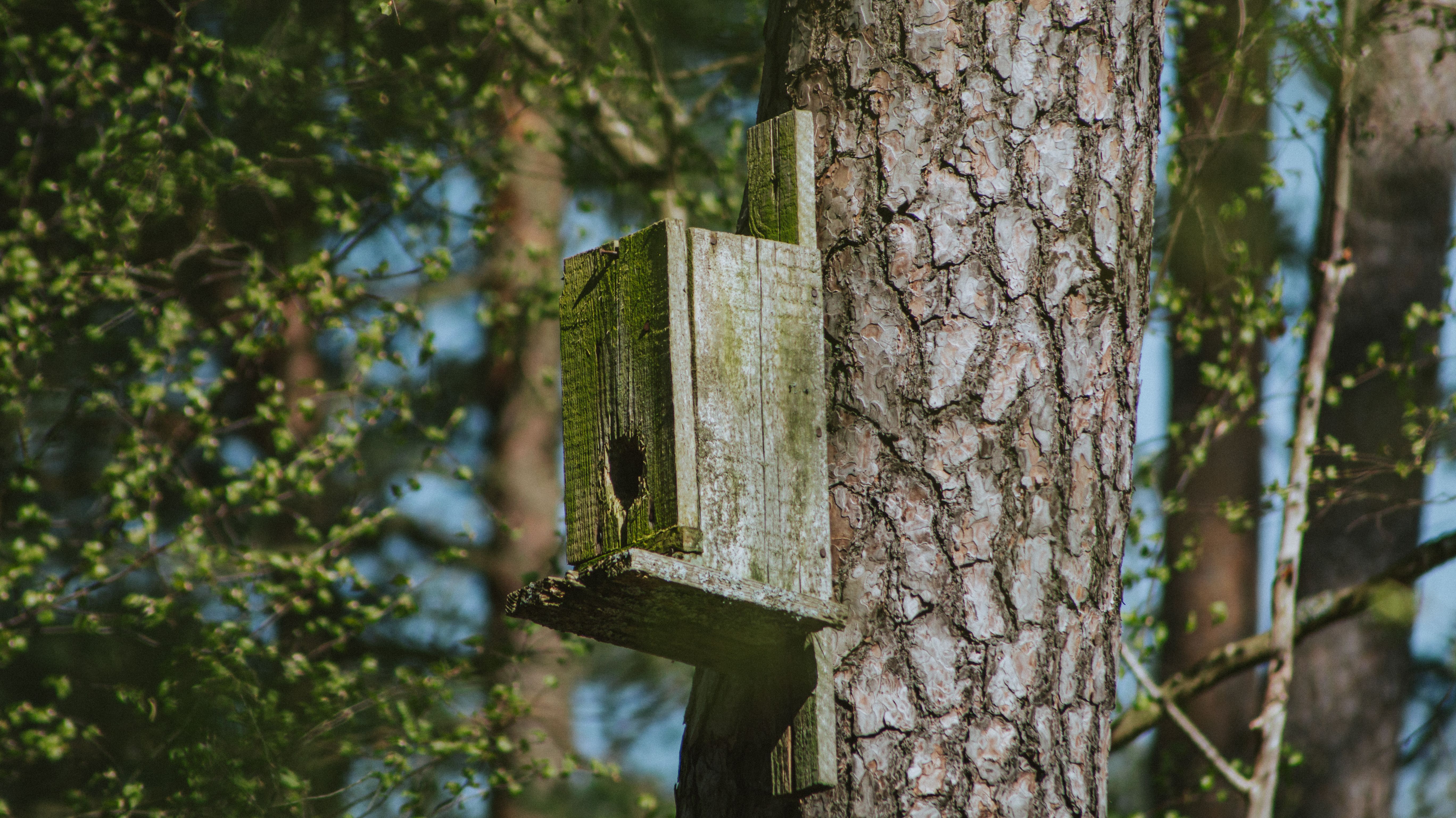 Bird Box Movie Photos, Download The BEST Free Bird Box Movie Stock ...