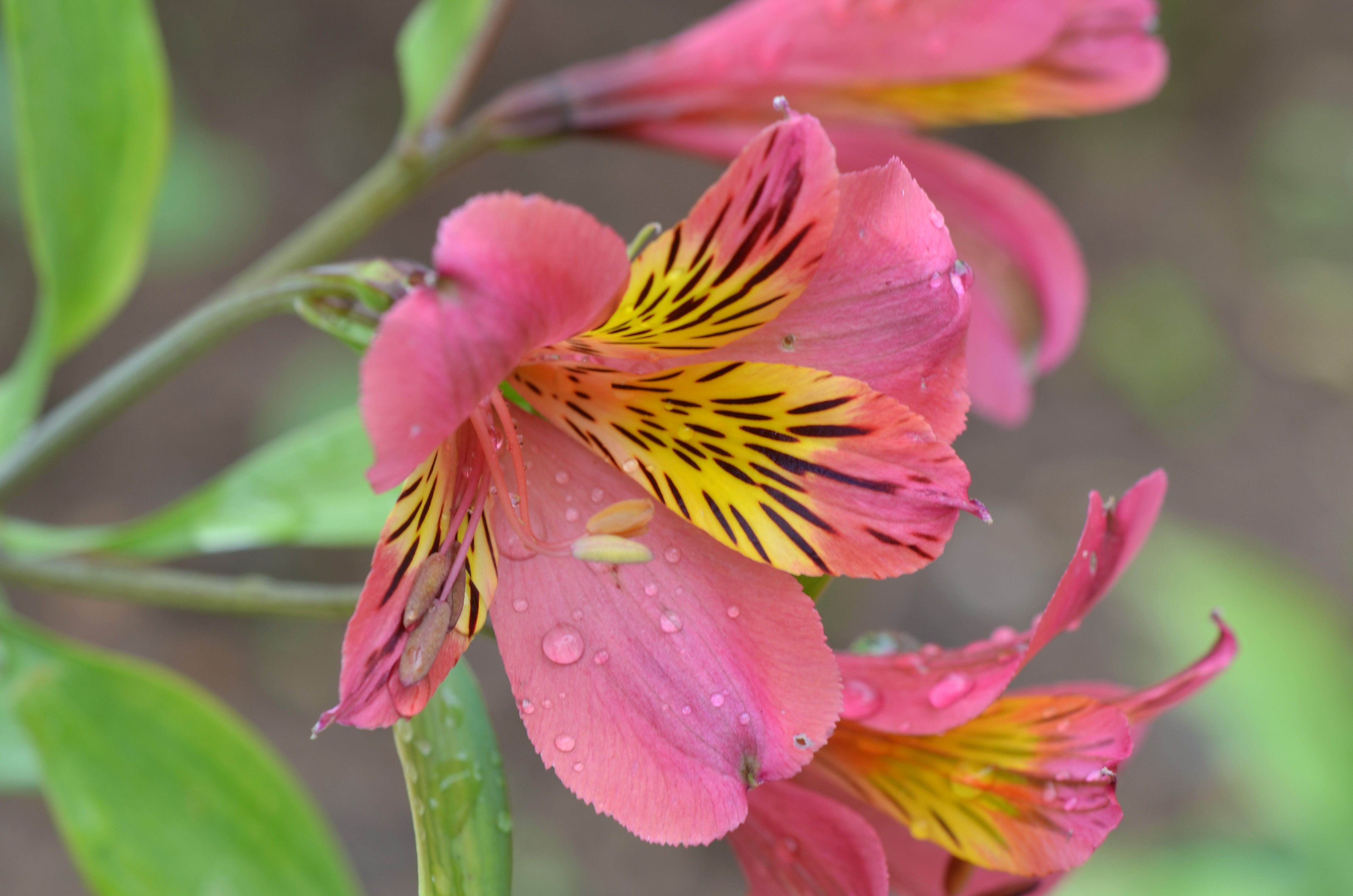Macro Flowers Photos, Download The BEST Free Macro Flowers Stock Photos ...