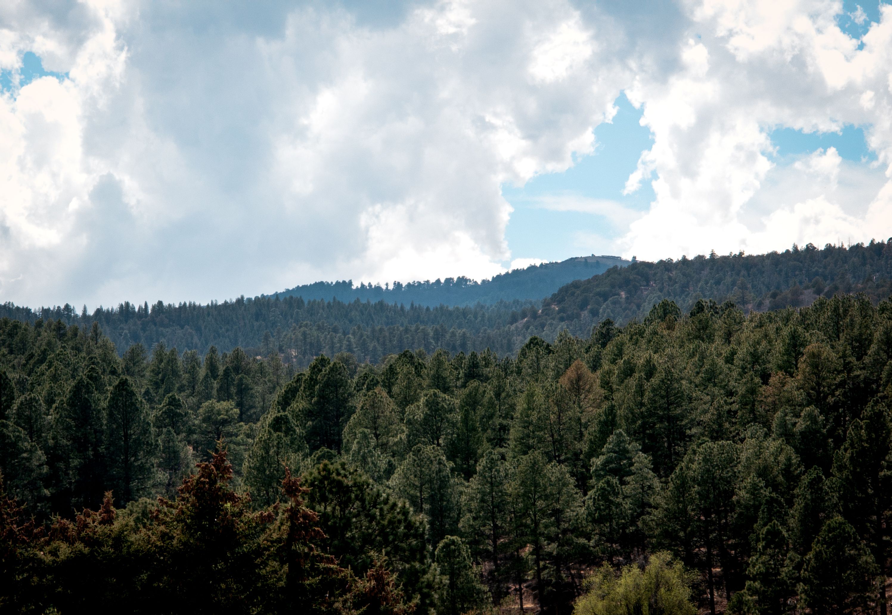 Scenic Forest Landscape in Ruidoso, NM · Free Stock Photo