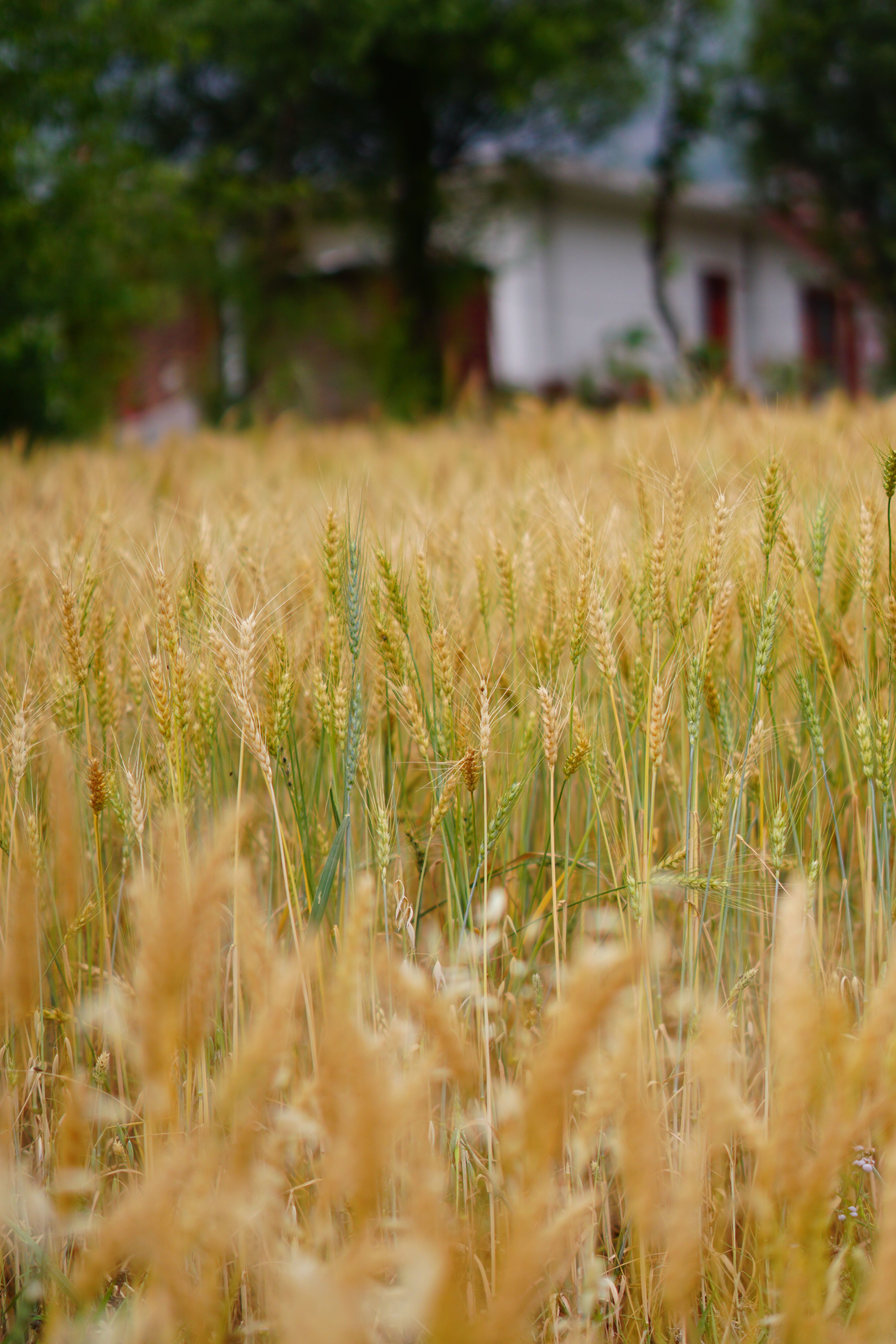 Wheat Farm House Photos, Download The BEST Free Wheat Farm House Stock ...