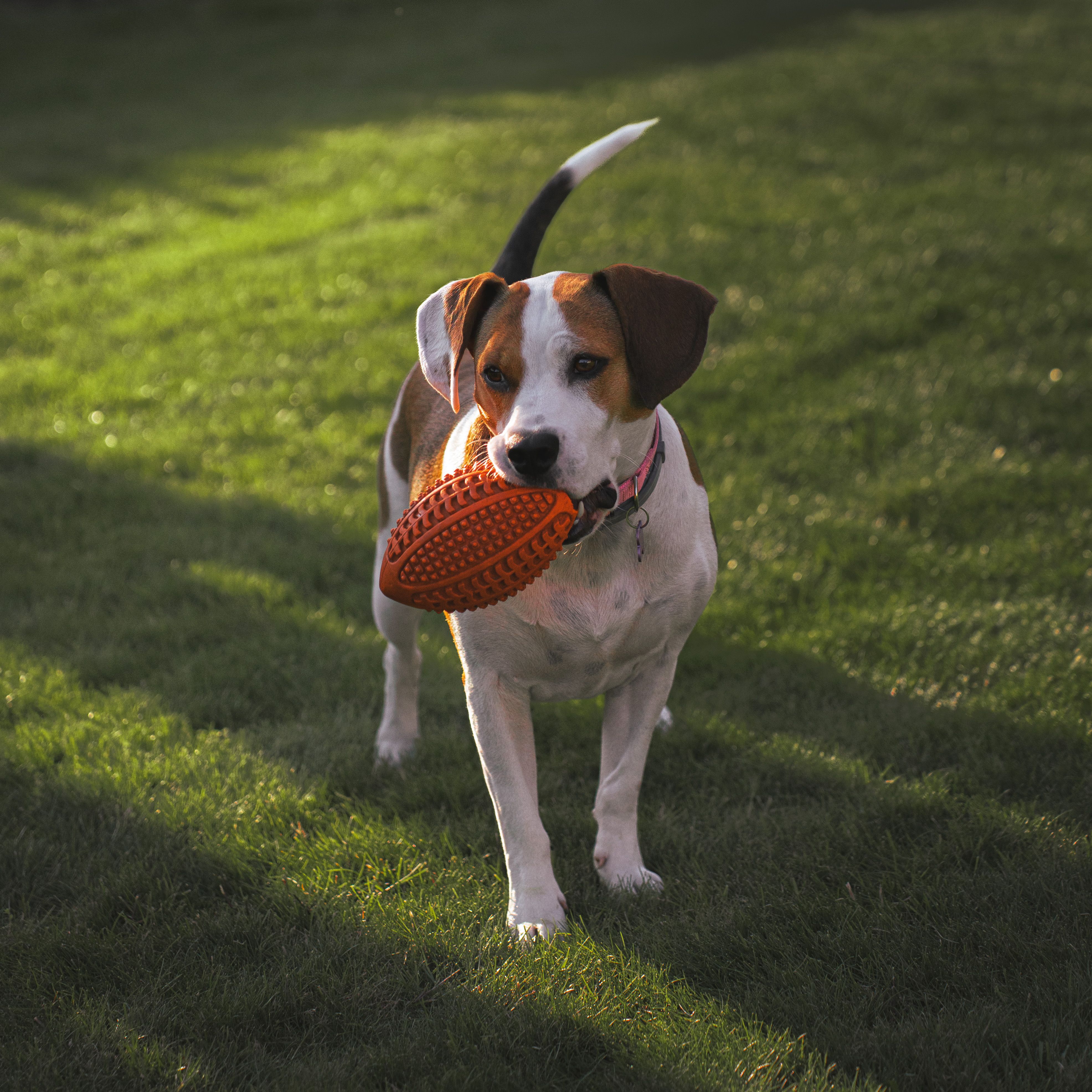 Playful Beagle with Toy on Sunny Lawn · Free Stock Photo