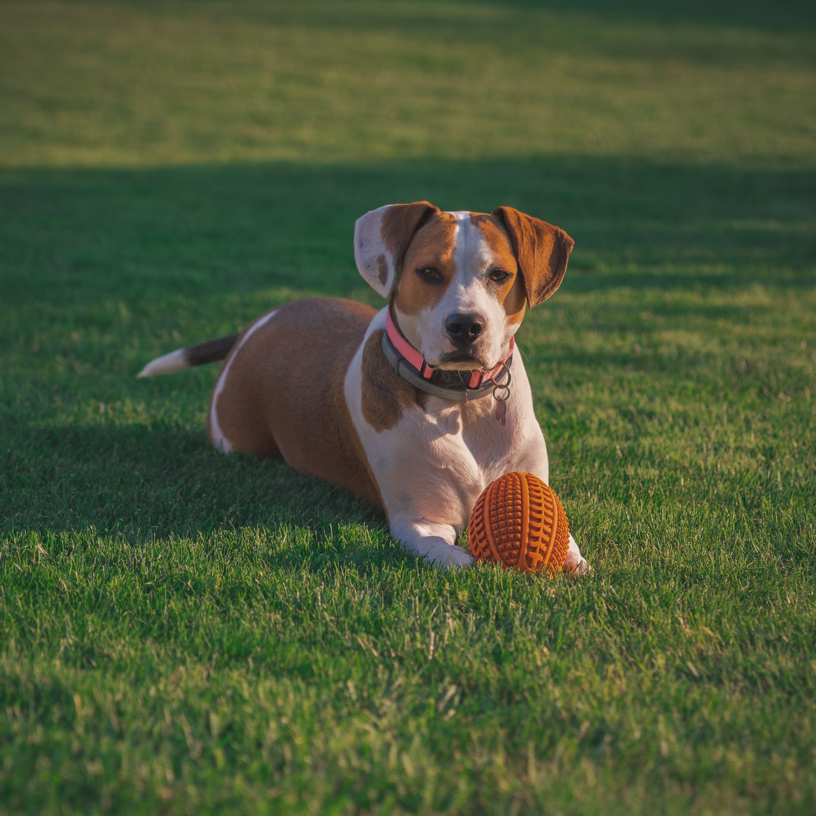 Beagle Photos, Download The BEST Free Beagle Stock Photos & HD Images