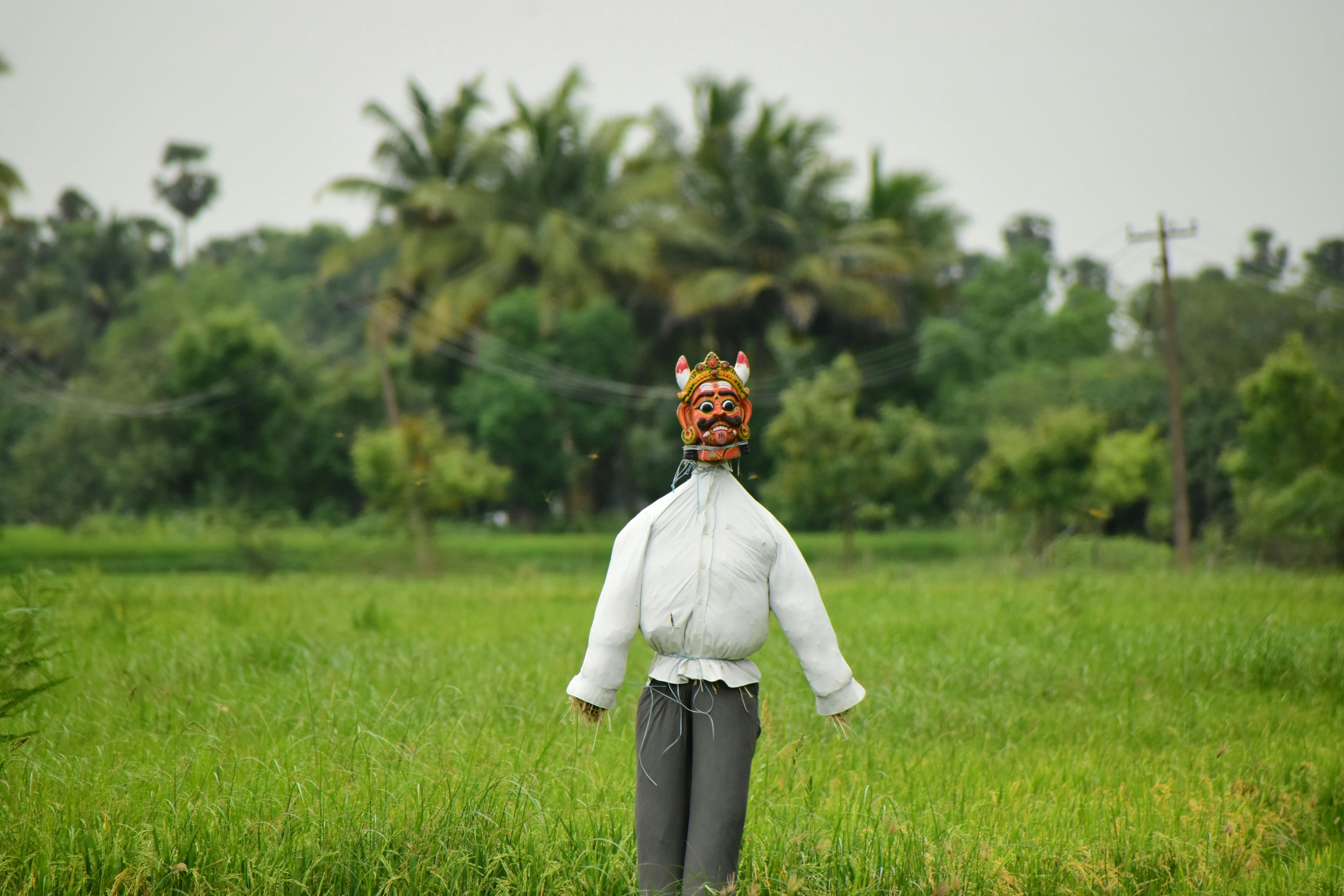 Scarecrow Photos, Download The BEST Free Scarecrow Stock Photos & HD Images