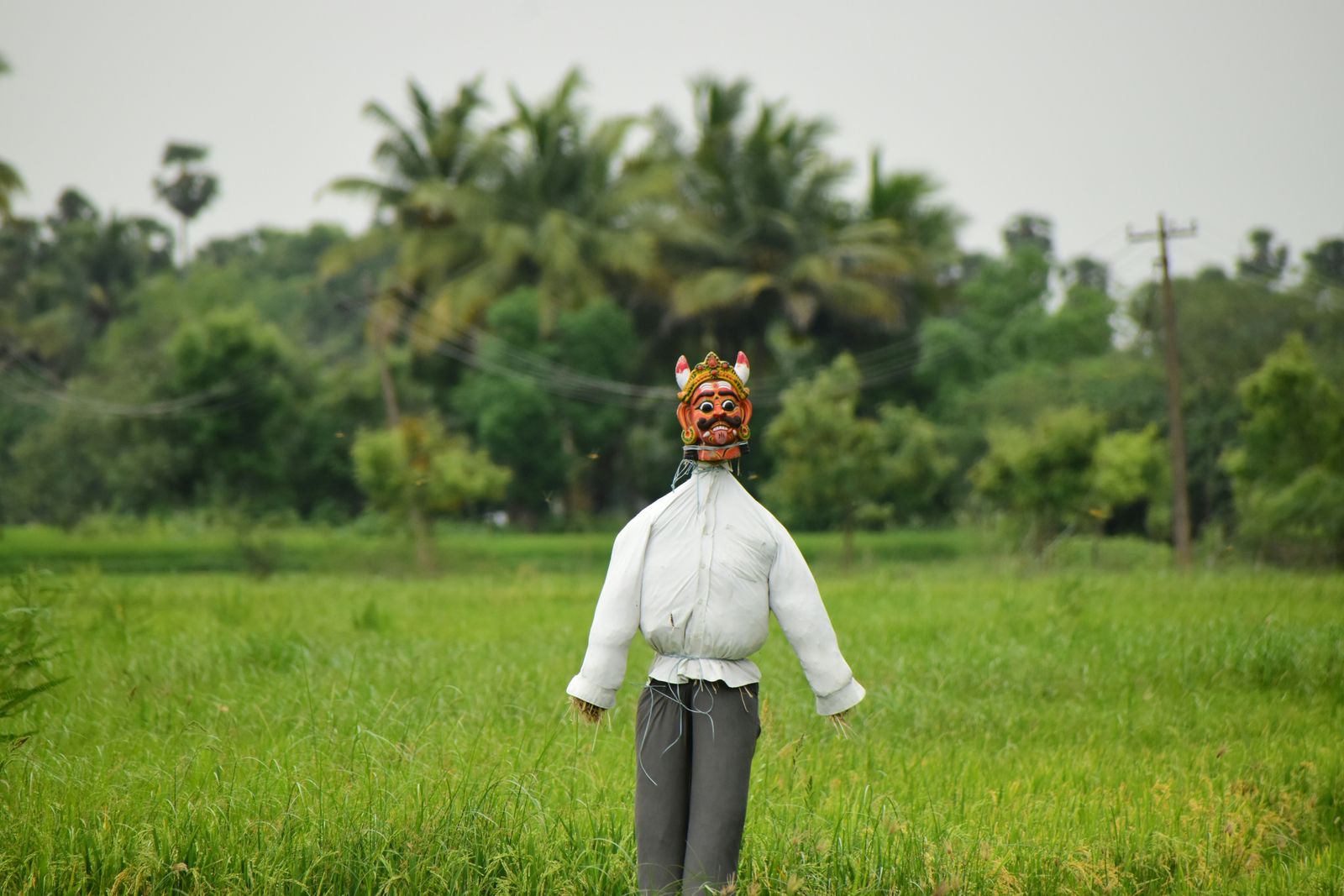 Scarecrow Photos, Download The BEST Free Scarecrow Stock Photos & HD Images