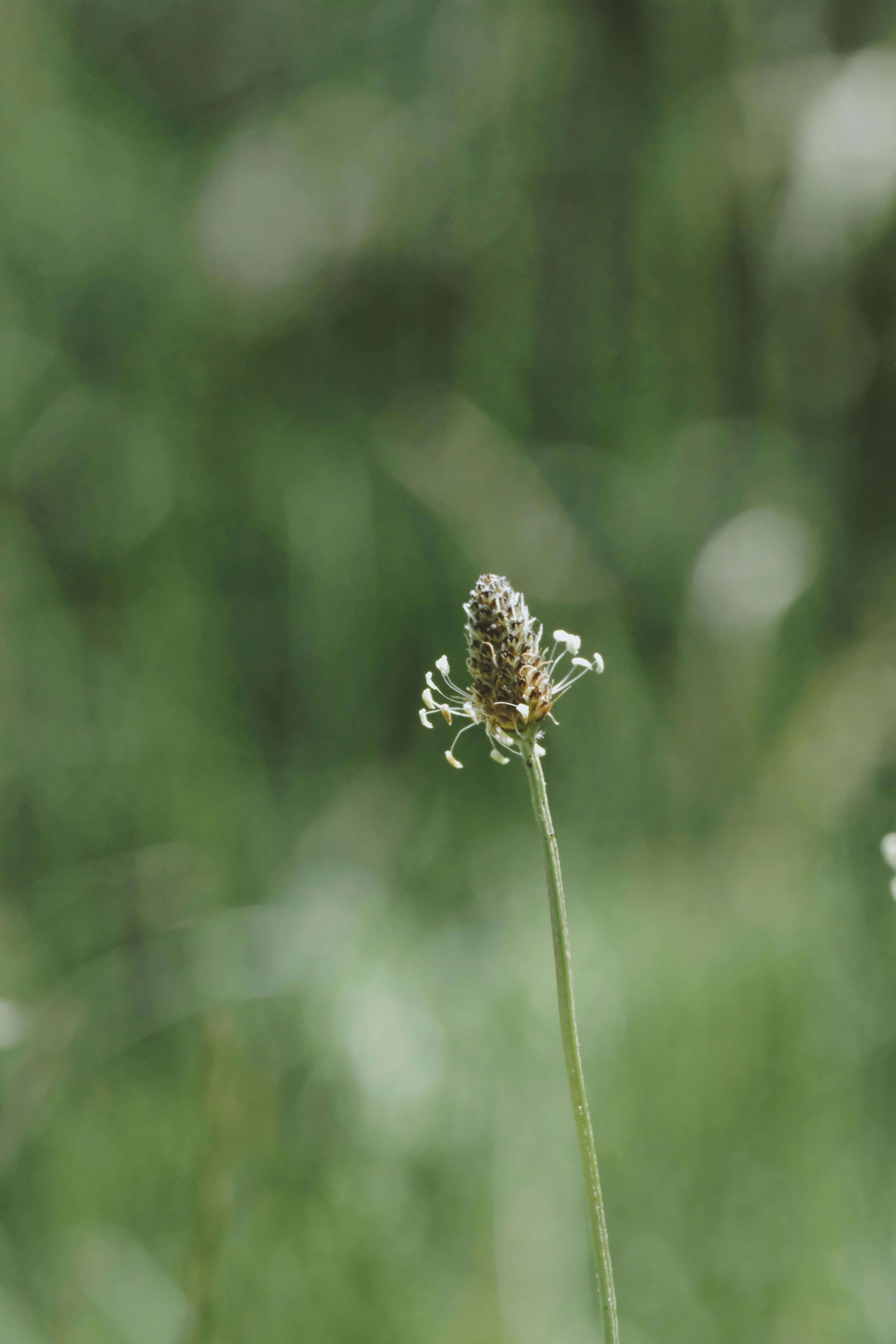 Close-up of Single Plantain Flower in Field · Free Stock Photo