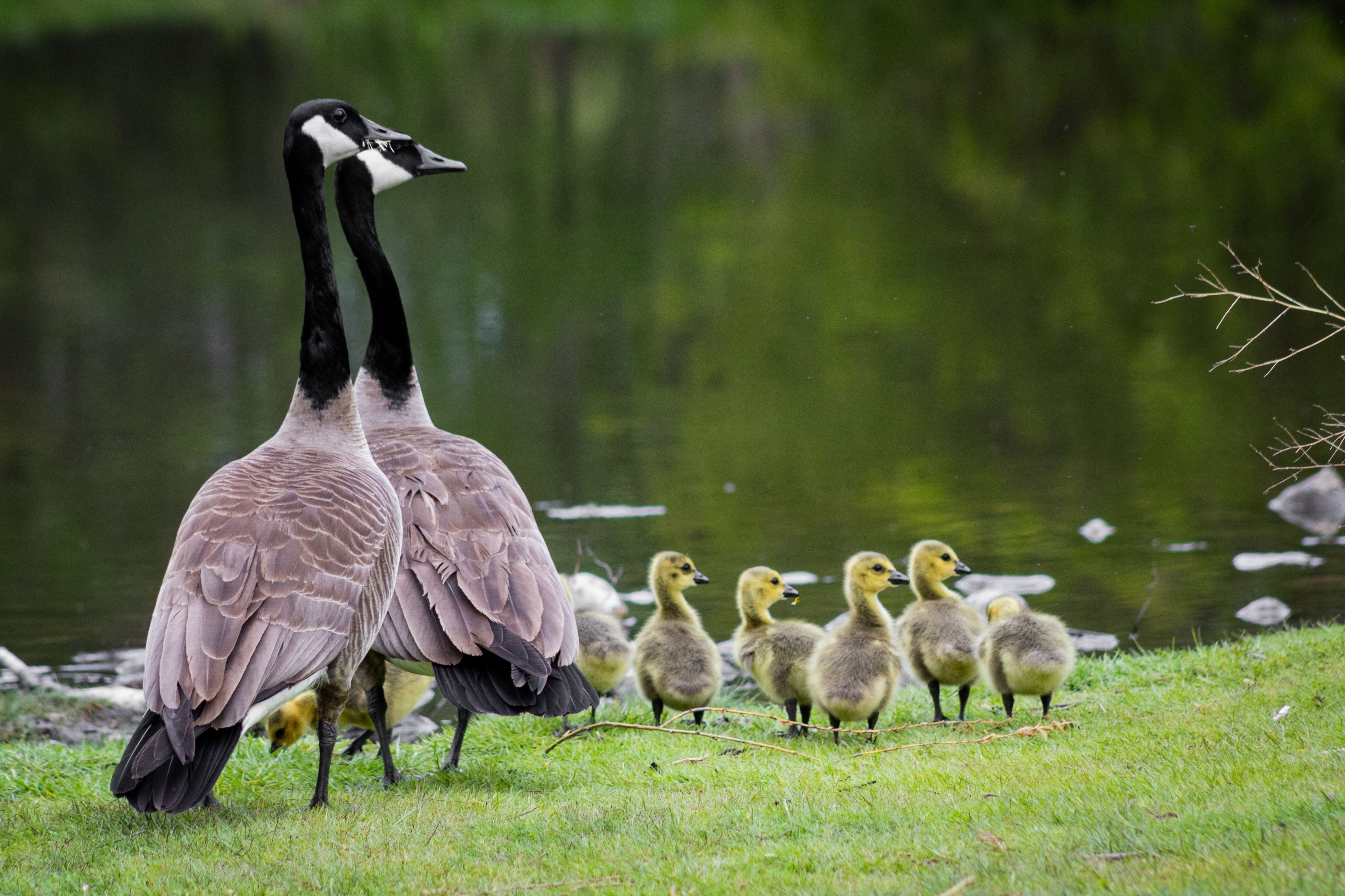 Mims Sibling Photos, Download The BEST Free Mims Sibling Stock Photos ...