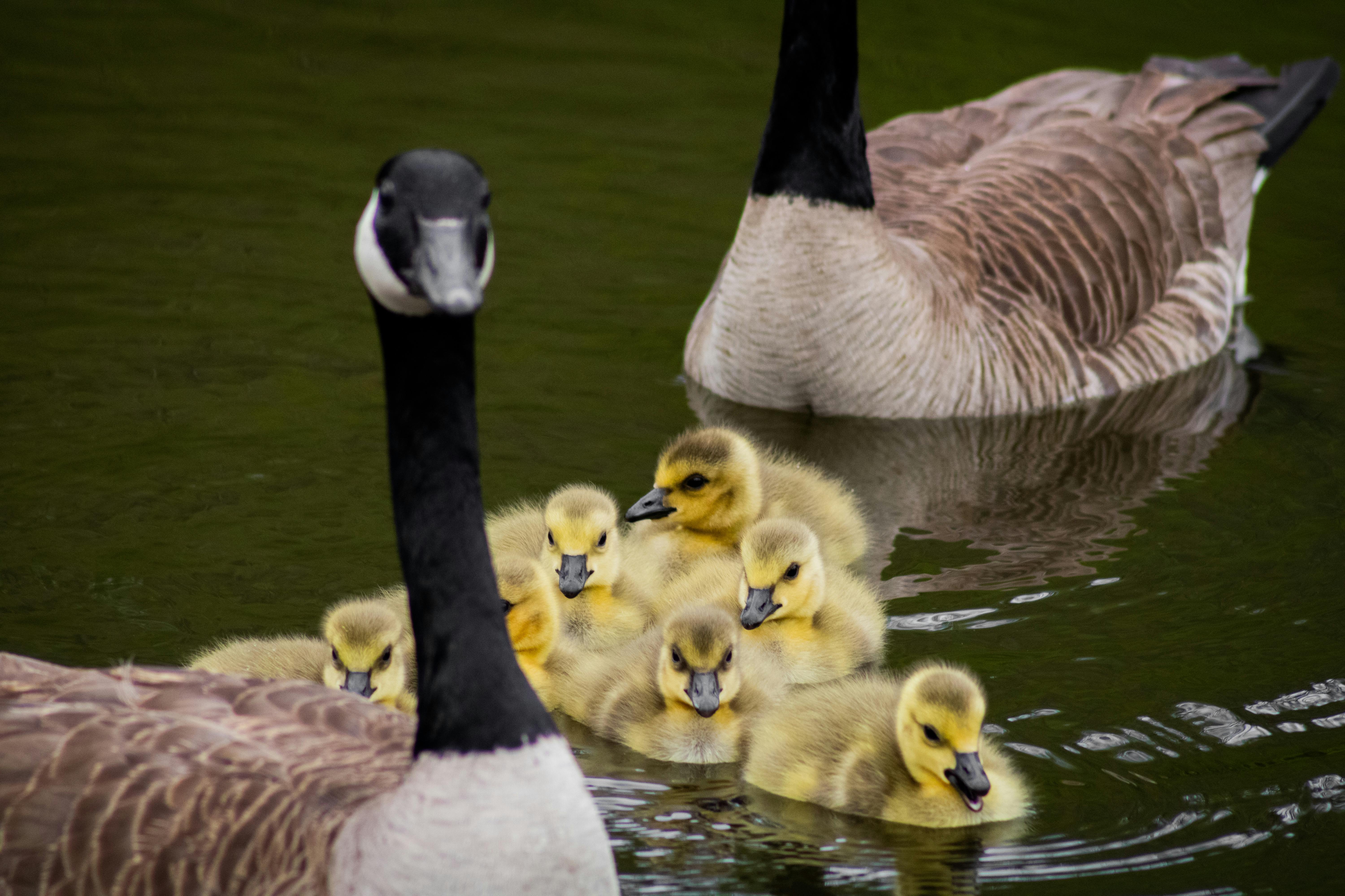 Mama+Tiri+Jpg Photos, Download The BEST Free Mama+Tiri+Jpg Stock Photos ...