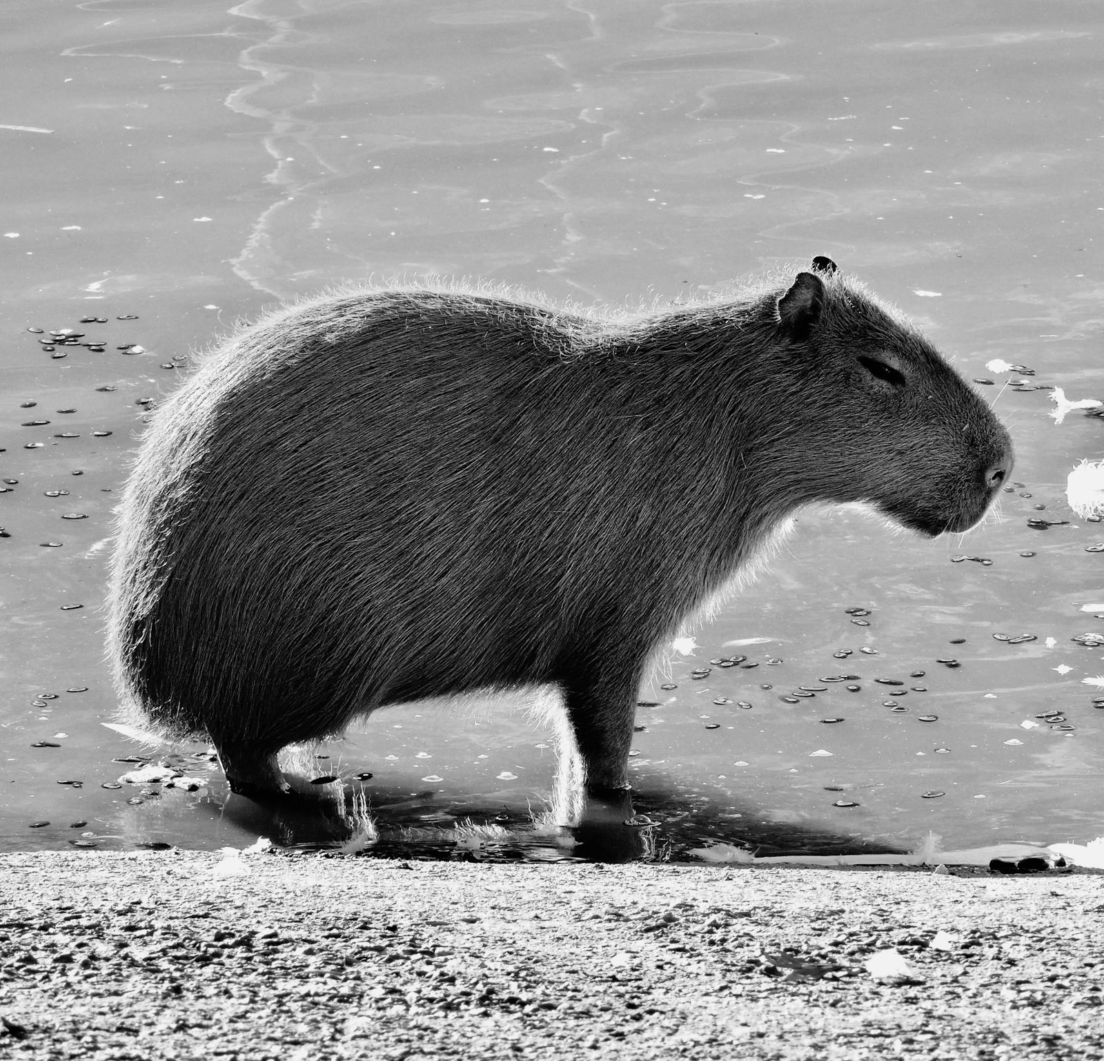 Capybara Profile Photos, Download The BEST Free Capybara Profile Stock ...