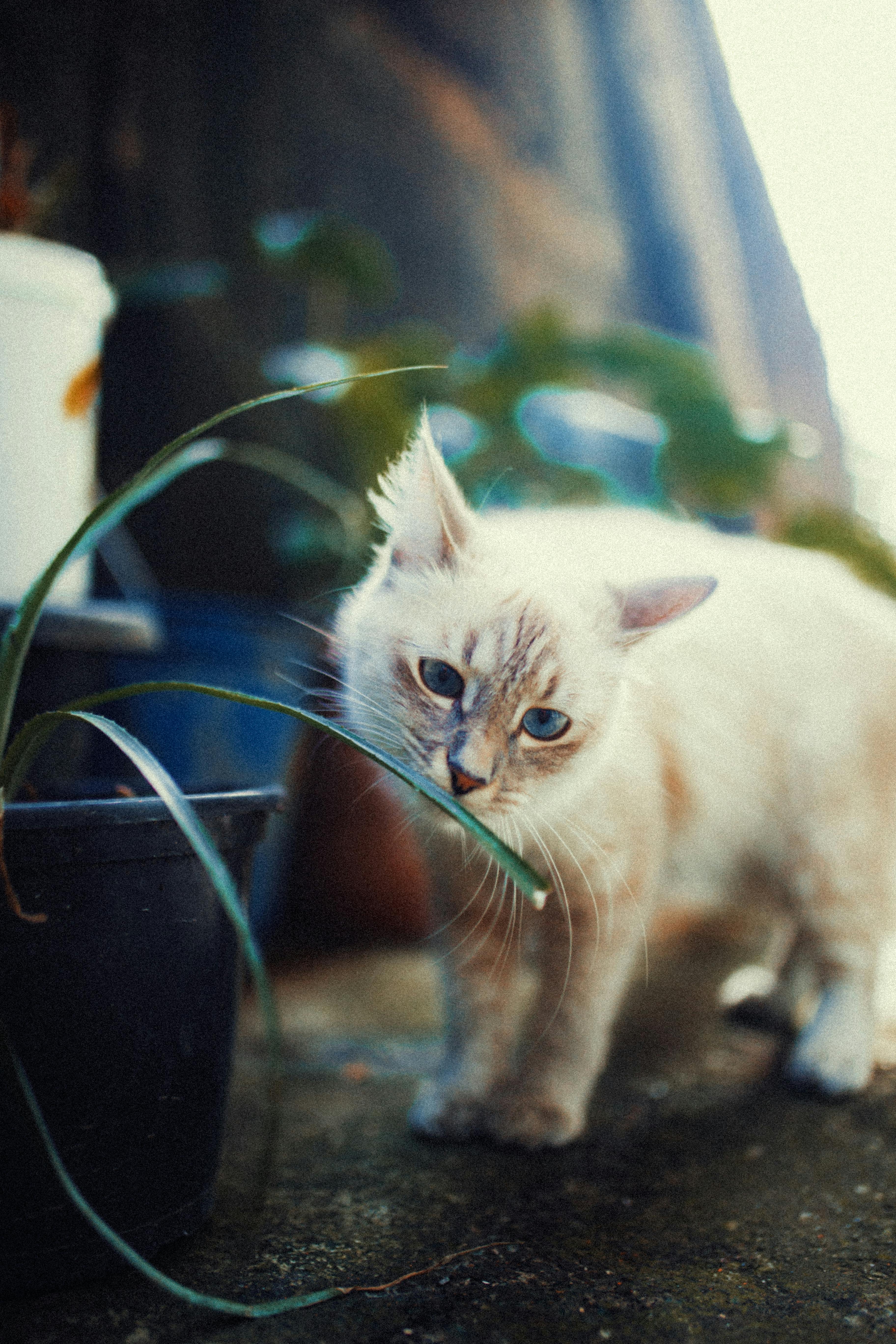 Playful Kitten Chewing on Plant Outdoors · Free Stock Photo
