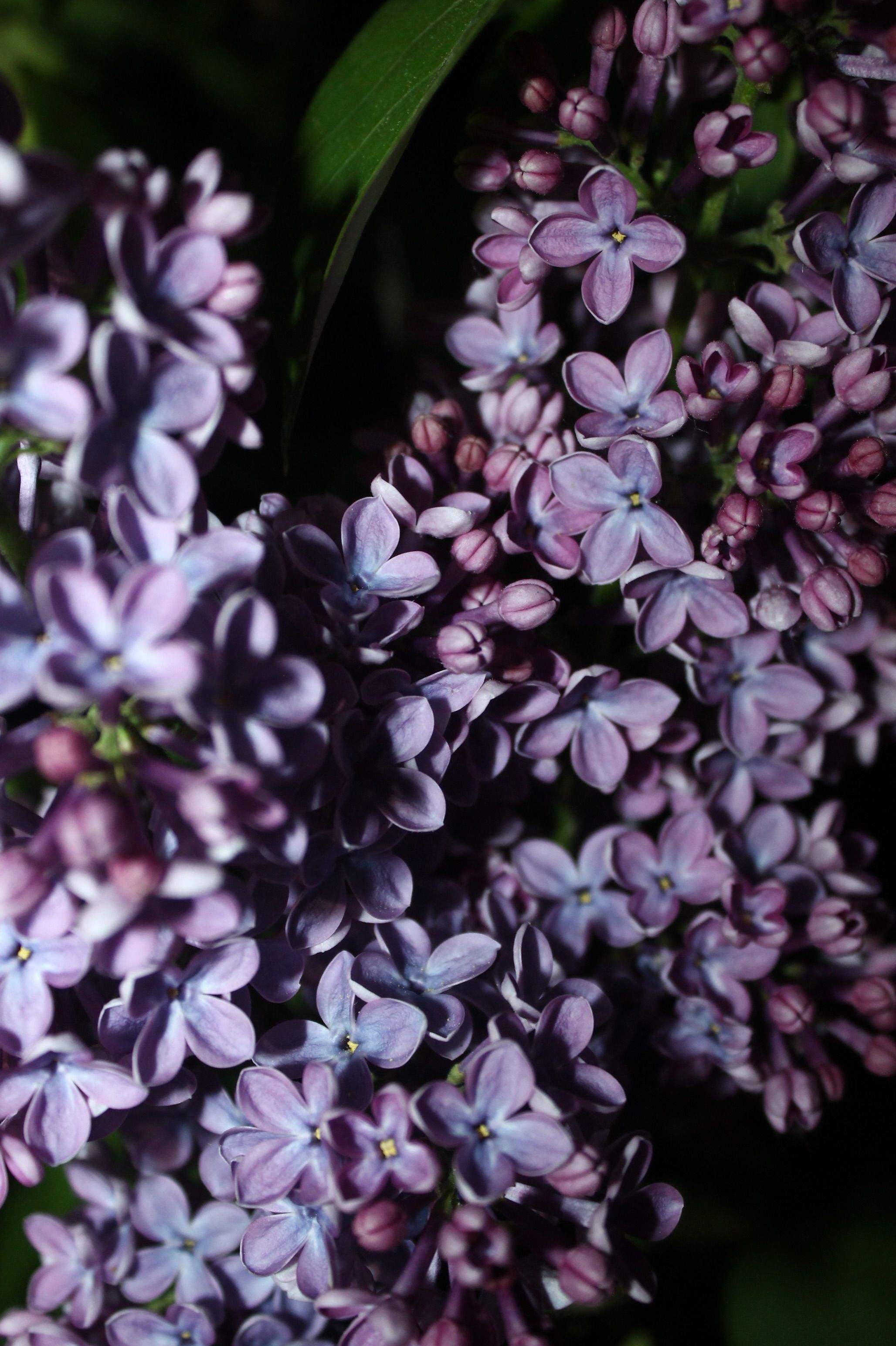 Close-Up of Blooming Lilac Flowers in Spring · Free Stock Photo