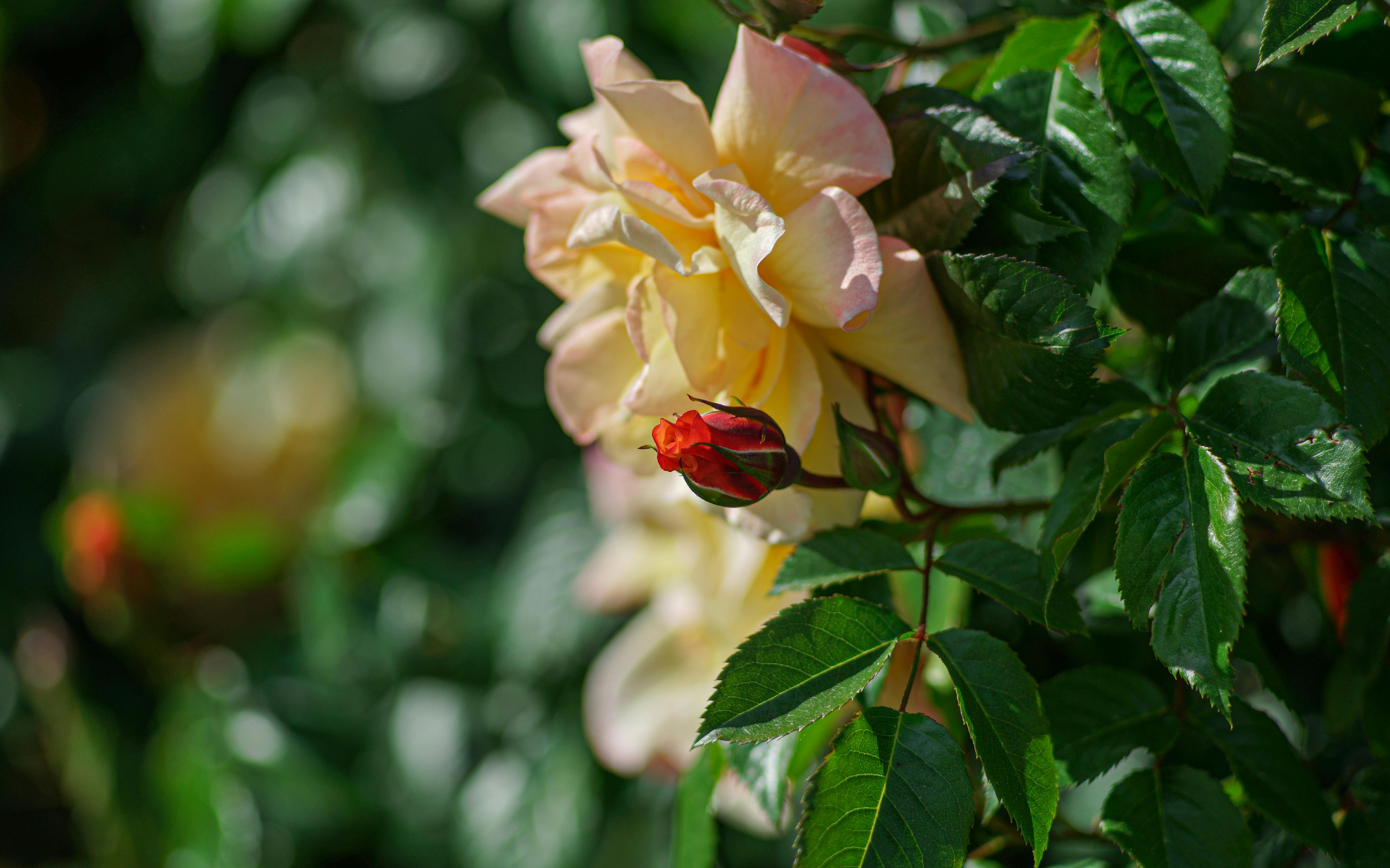 Lisa Rountree Photos, Download The BEST Free Lisa Rountree Stock Photos ...