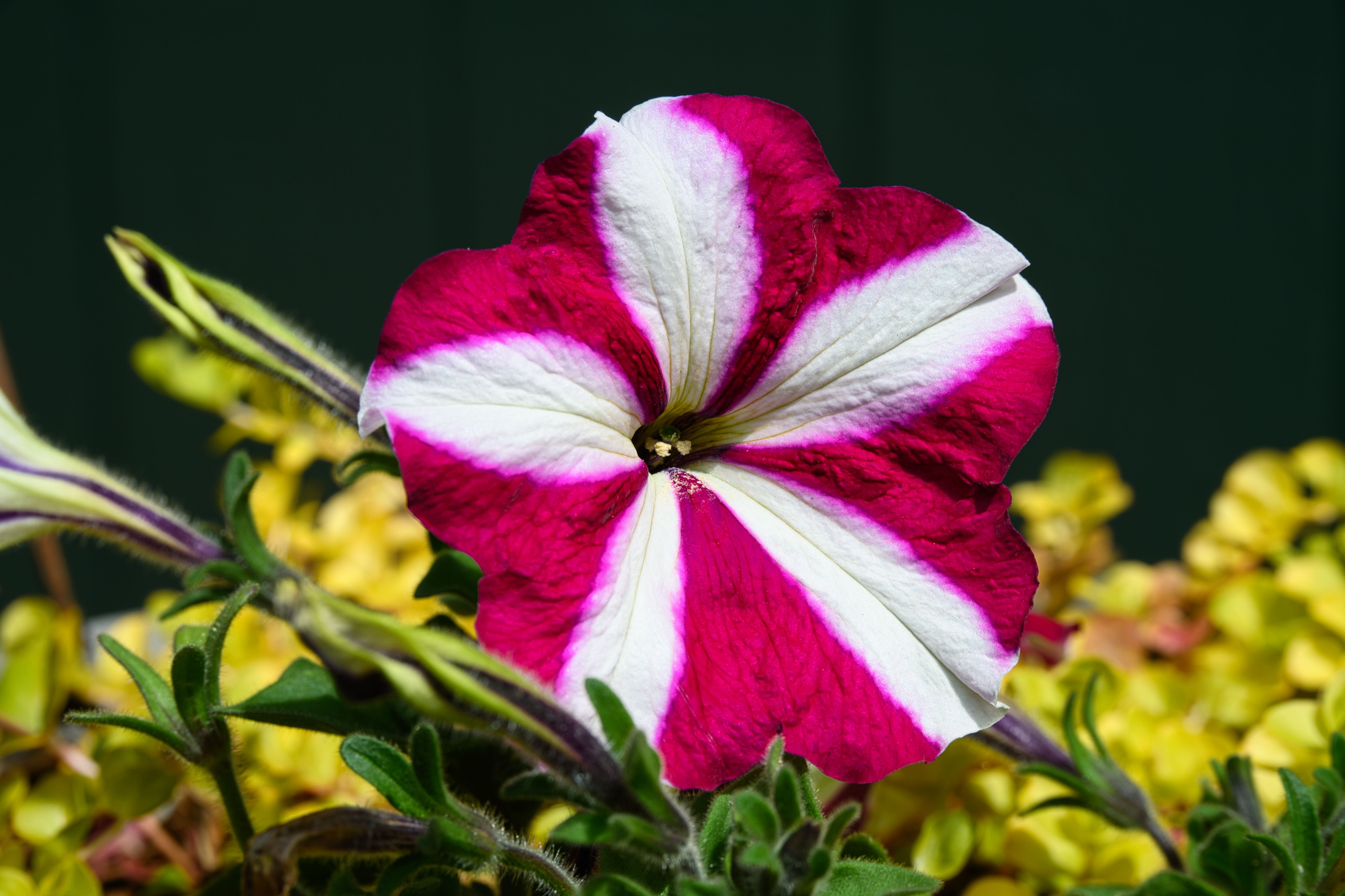 Vibrant Petunia Bloom in Summer Garden · Free Stock Photo