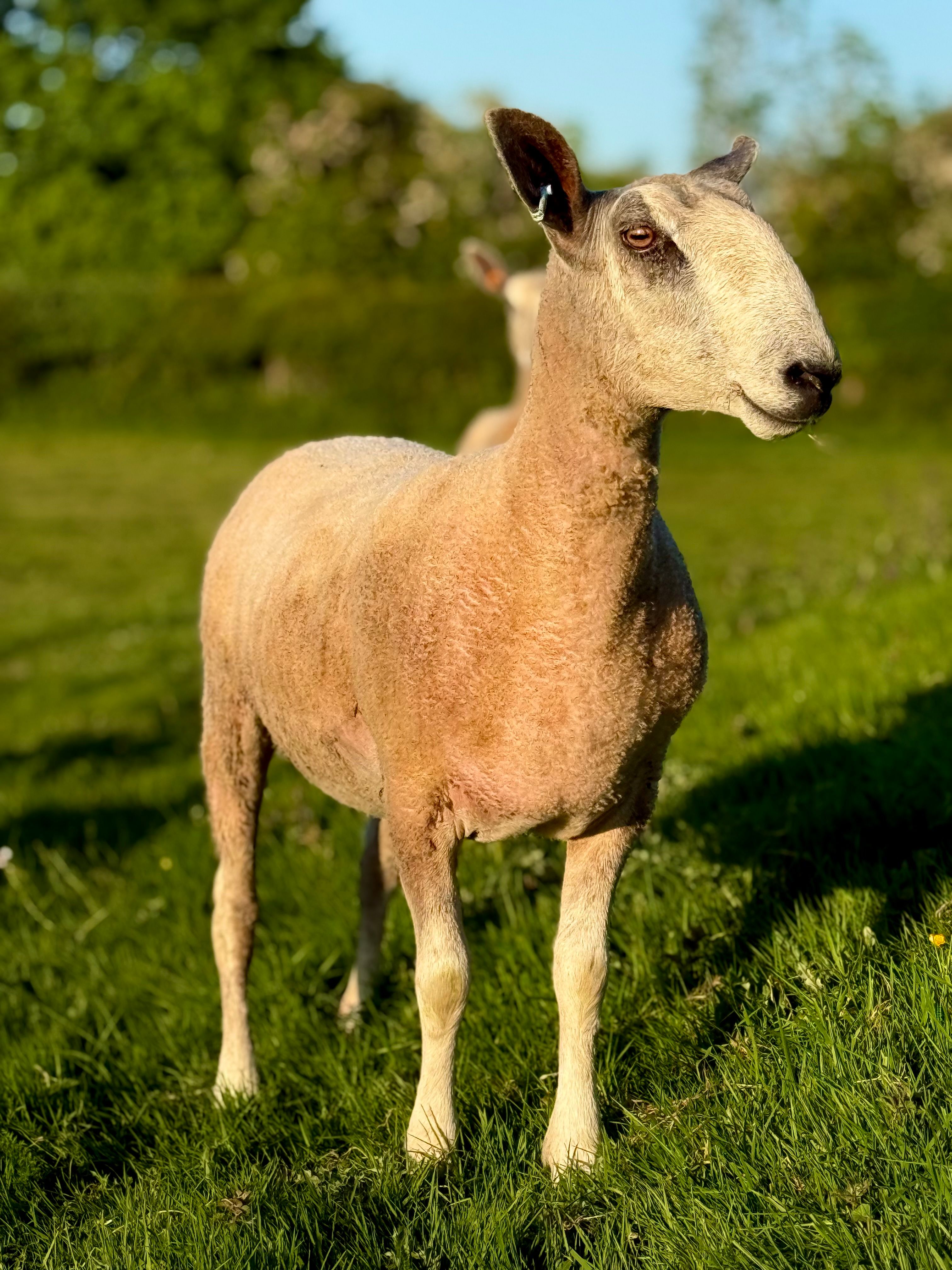 Charming Sheep Grazing in Welsh Countryside · Free Stock Photo