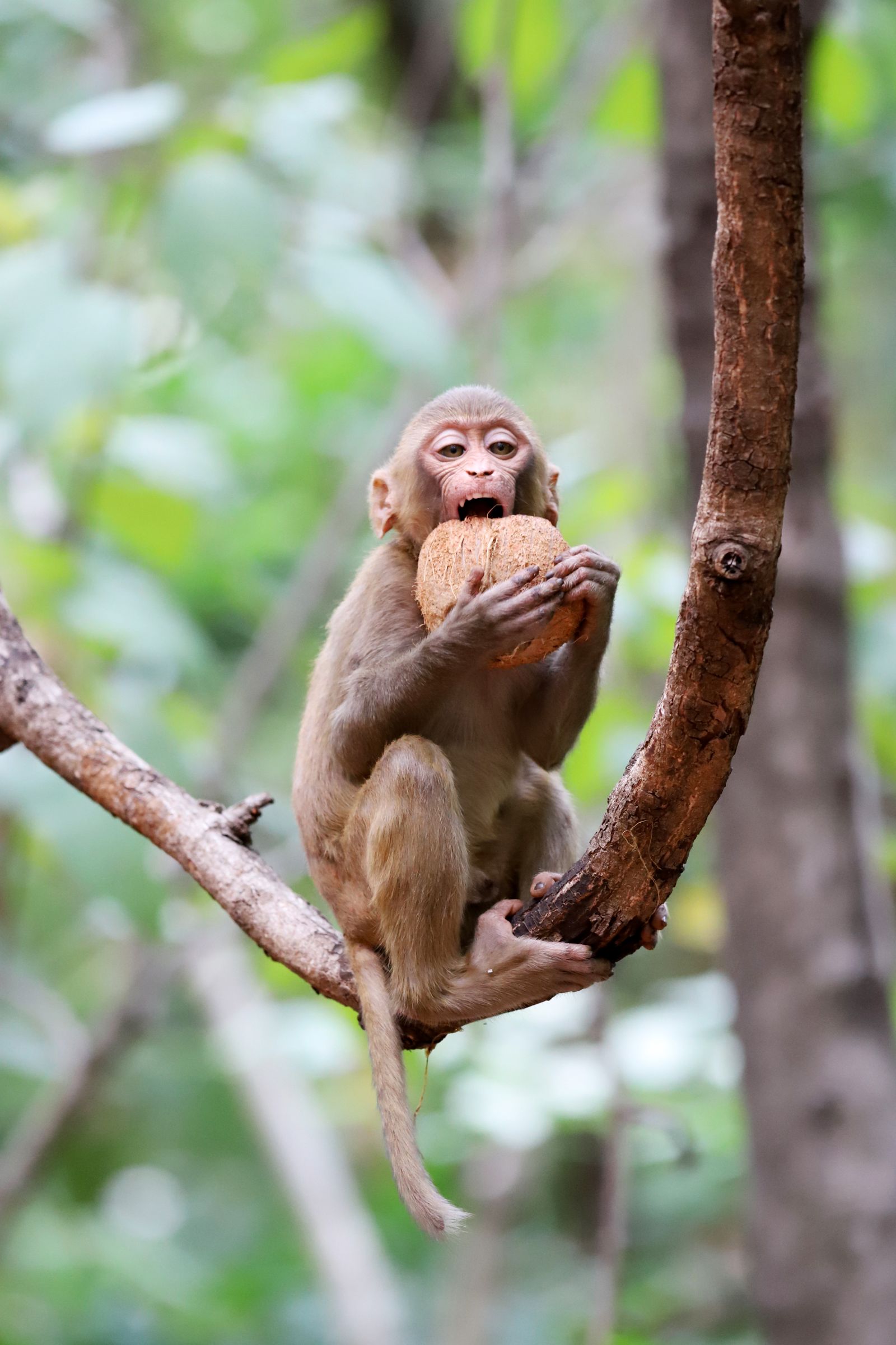 100.000+ melhores imagens de Macaco Fofo · Download 100% grátis · Fotos ...