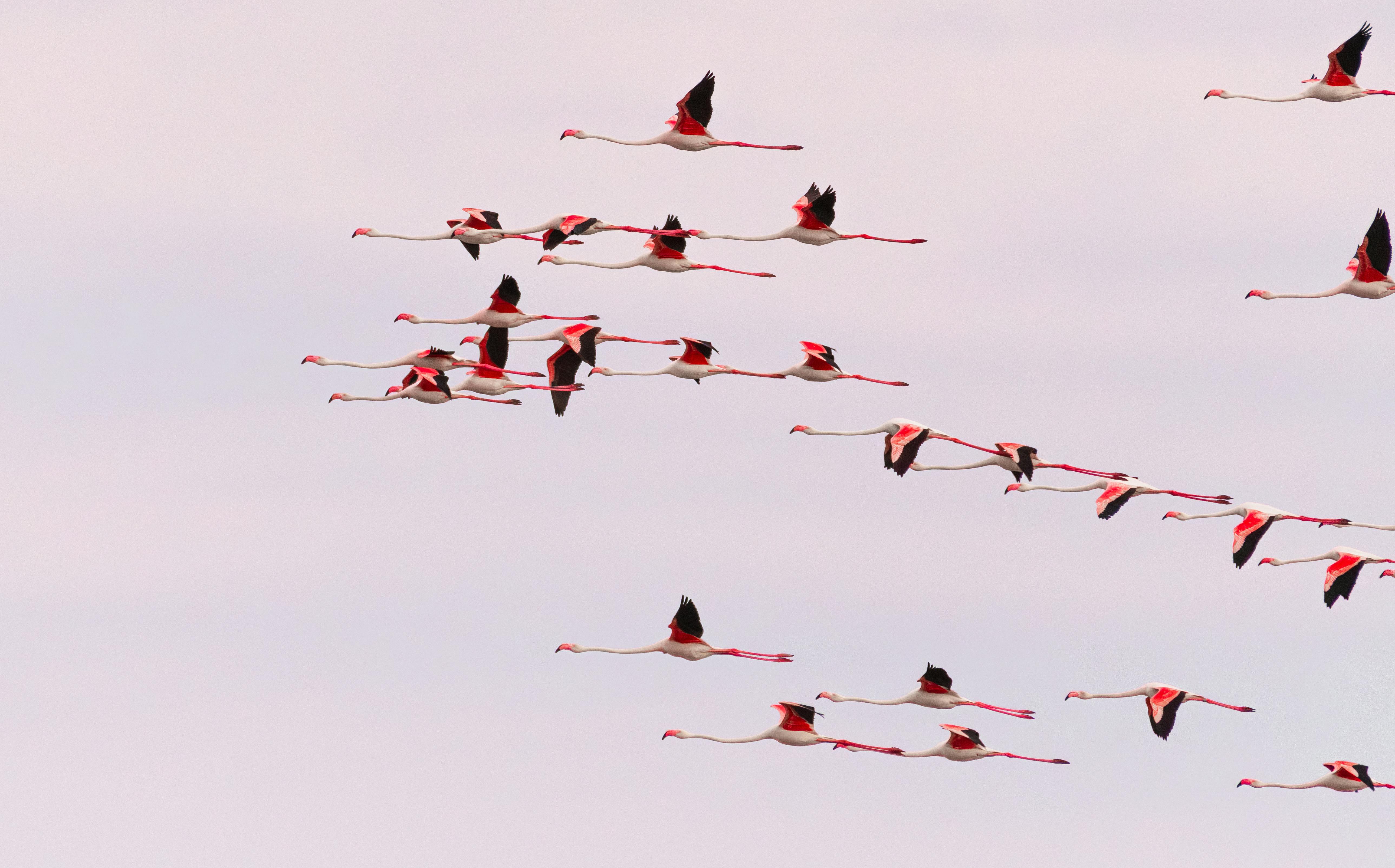 Pink Freedom Photos, Download The BEST Free Pink Freedom Stock Photos ...