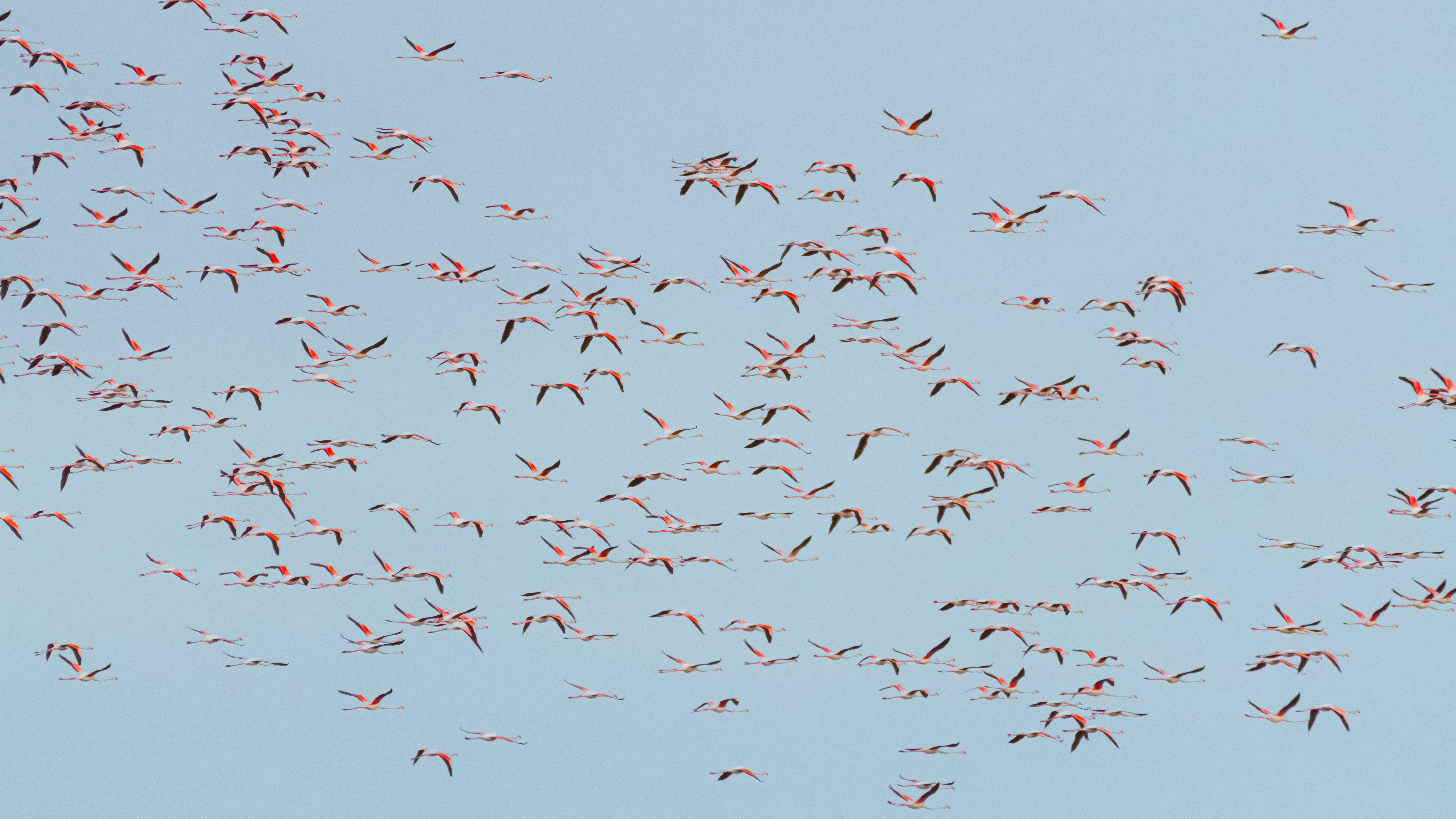 Migration Photos, Download The BEST Free Migration Stock Photos & HD Images