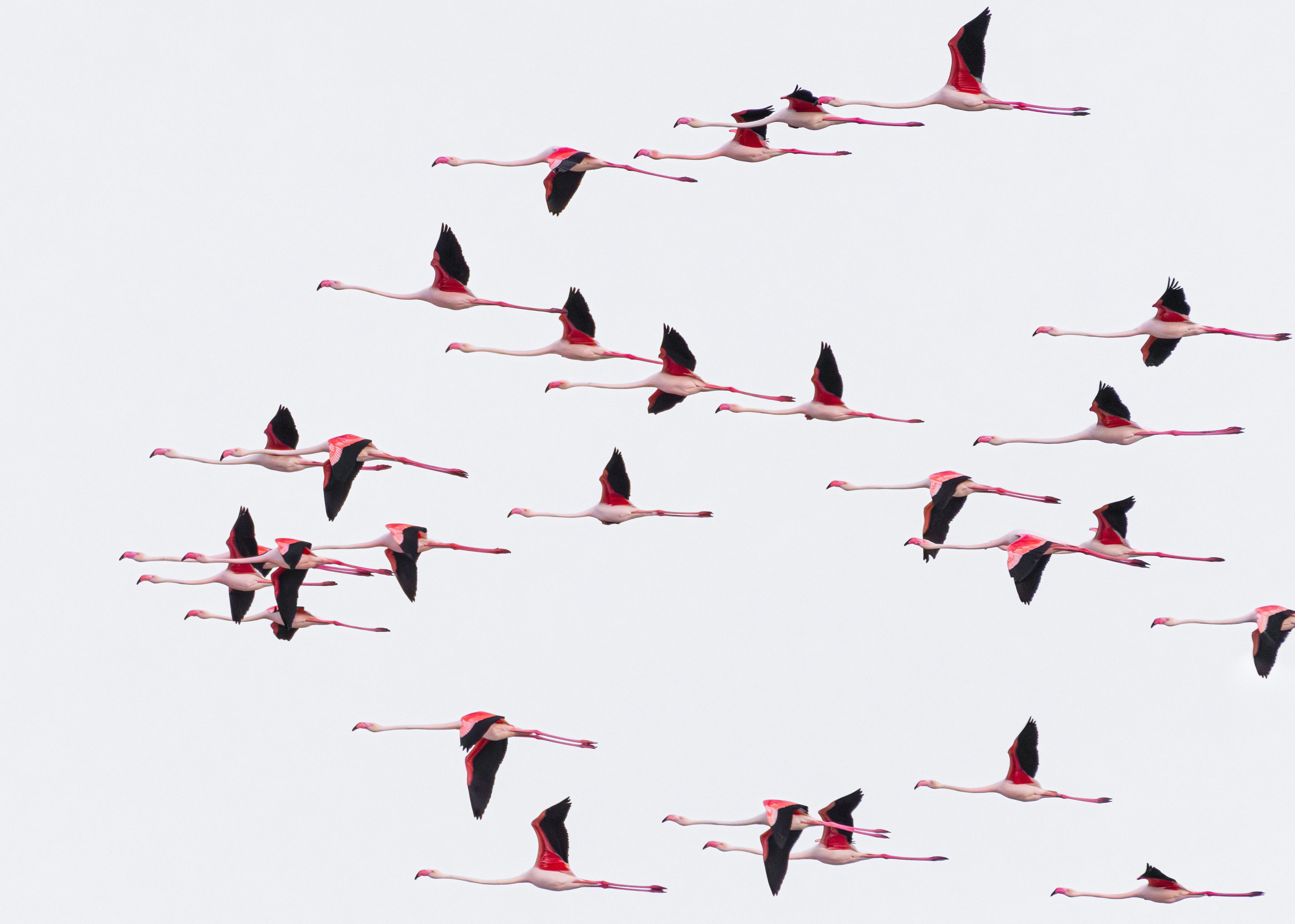Migration Photos, Download The BEST Free Migration Stock Photos & HD Images
