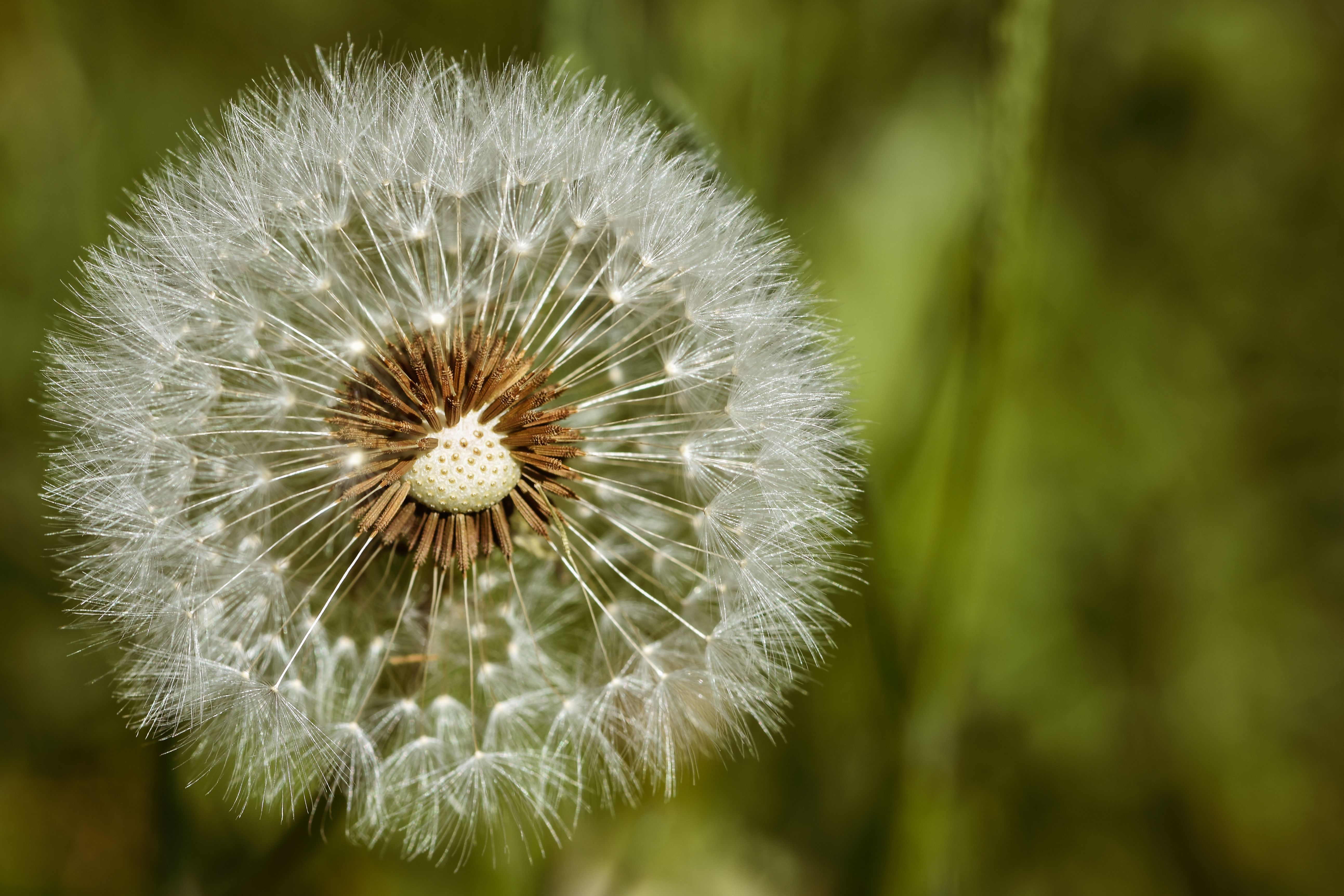 Gambar Mewarnai Seed Photos, Download The BEST Free Gambar Mewarnai ...