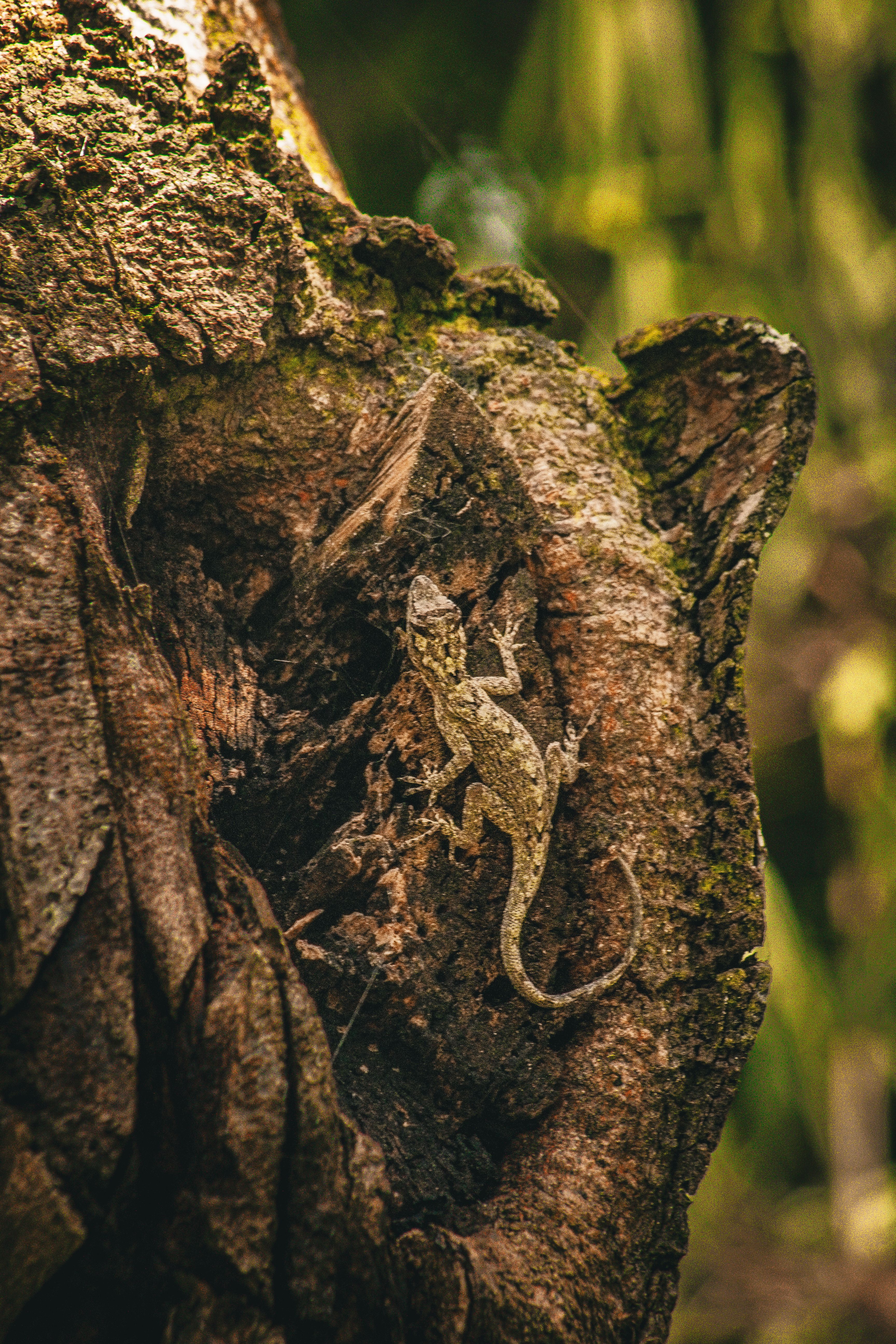 Close-up of Lizard Camouflaged on Tree Bark · Free Stock Photo