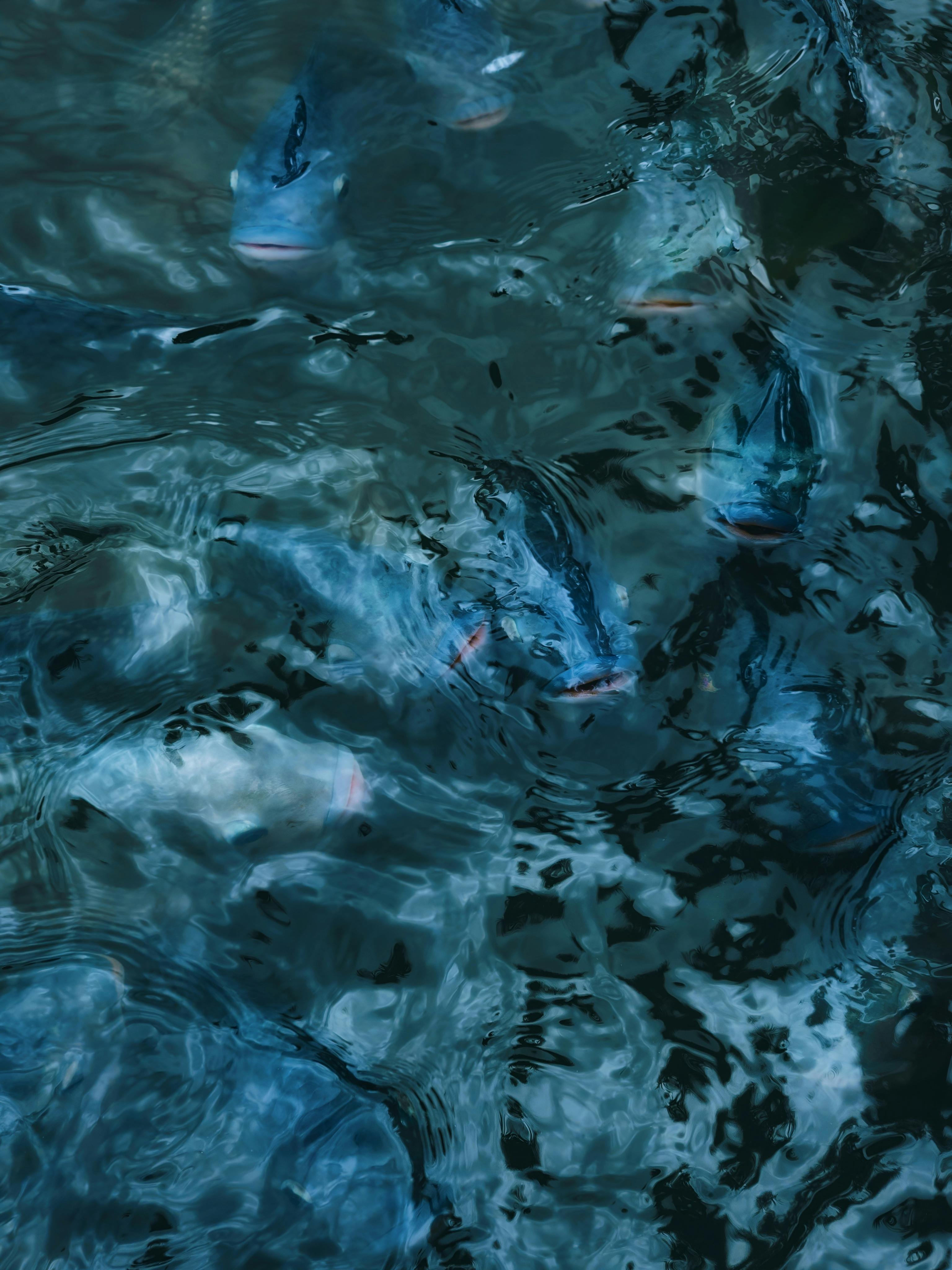 Blue-tinged Water Ripple with Fish Shoal · Free Stock Photo