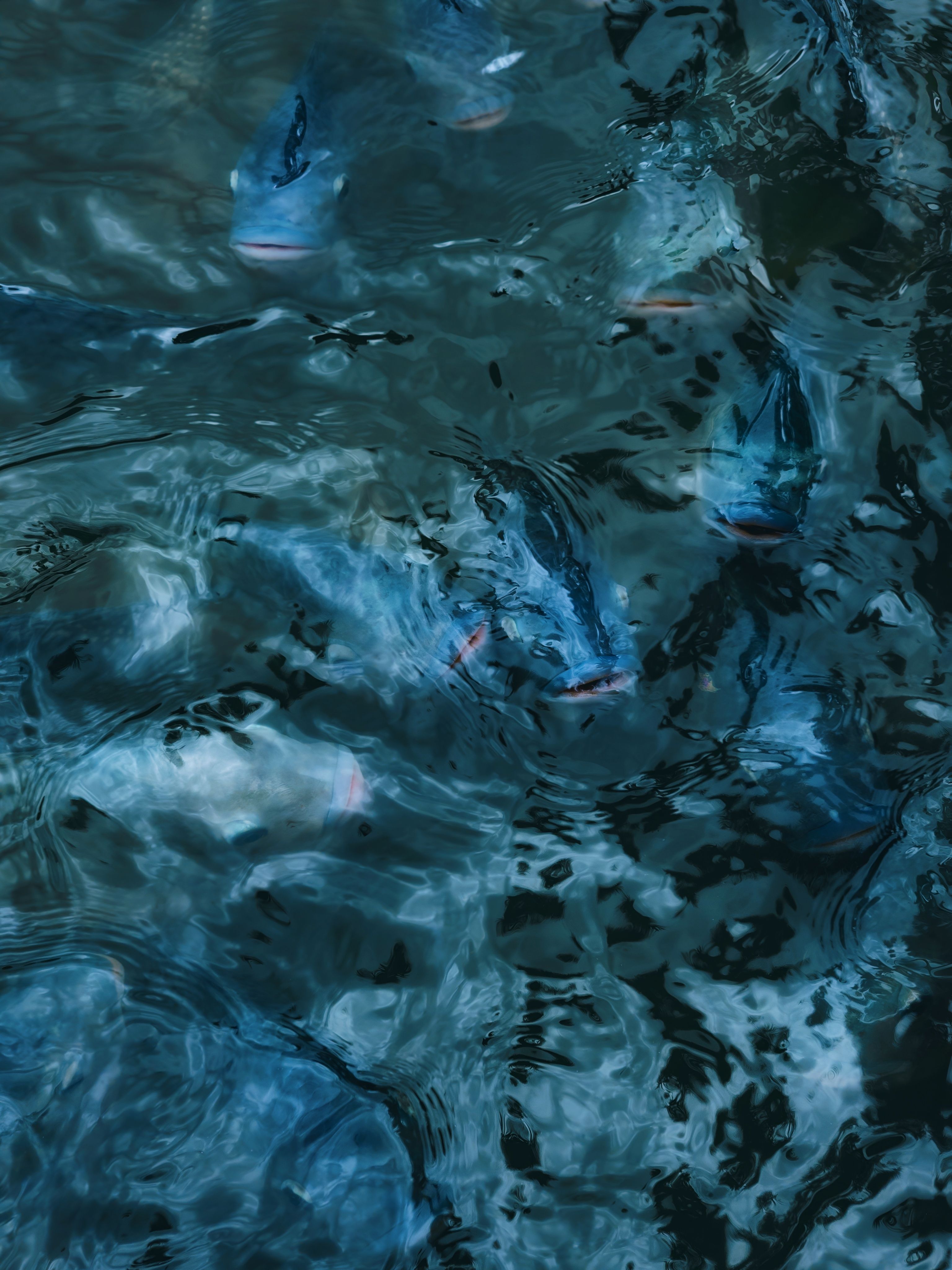 Blue-tinged Water Ripple with Fish Shoal · Free Stock Photo