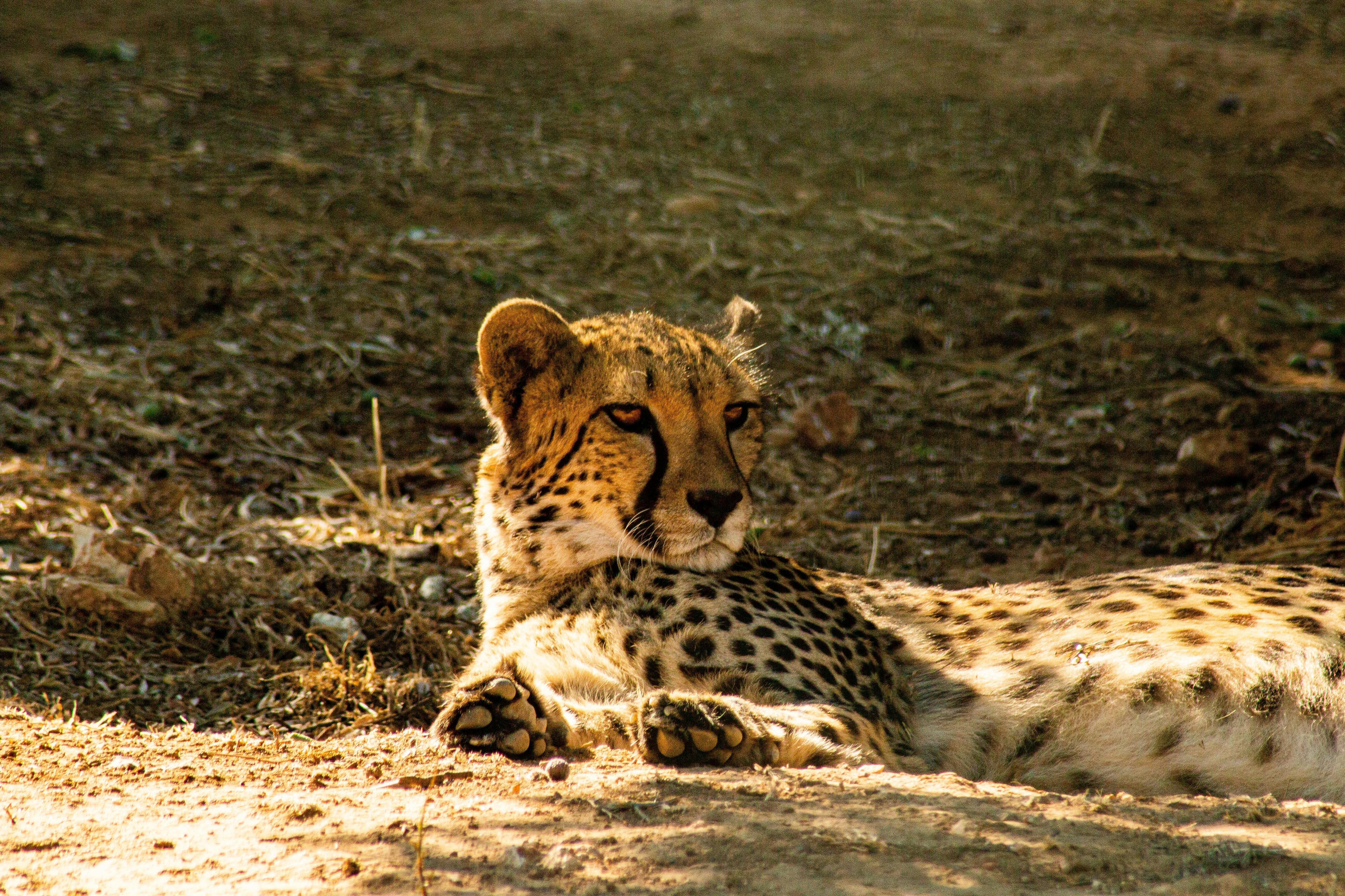 Cheetah Relaxing in Sunlit Natural Habitat · Free Stock Photo
