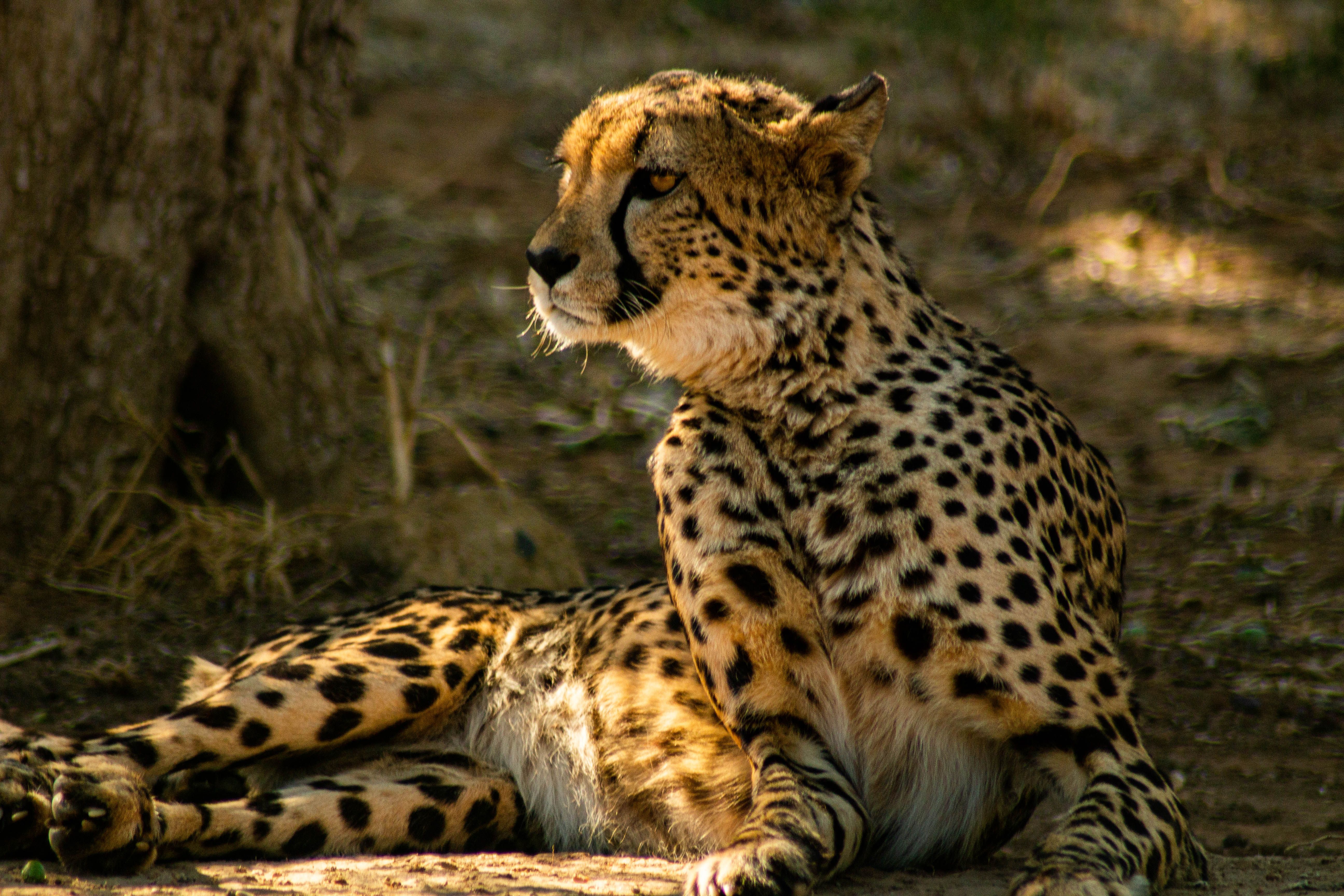 Cheetah Dead Photos, Download The BEST Free Cheetah Dead Stock Photos ...