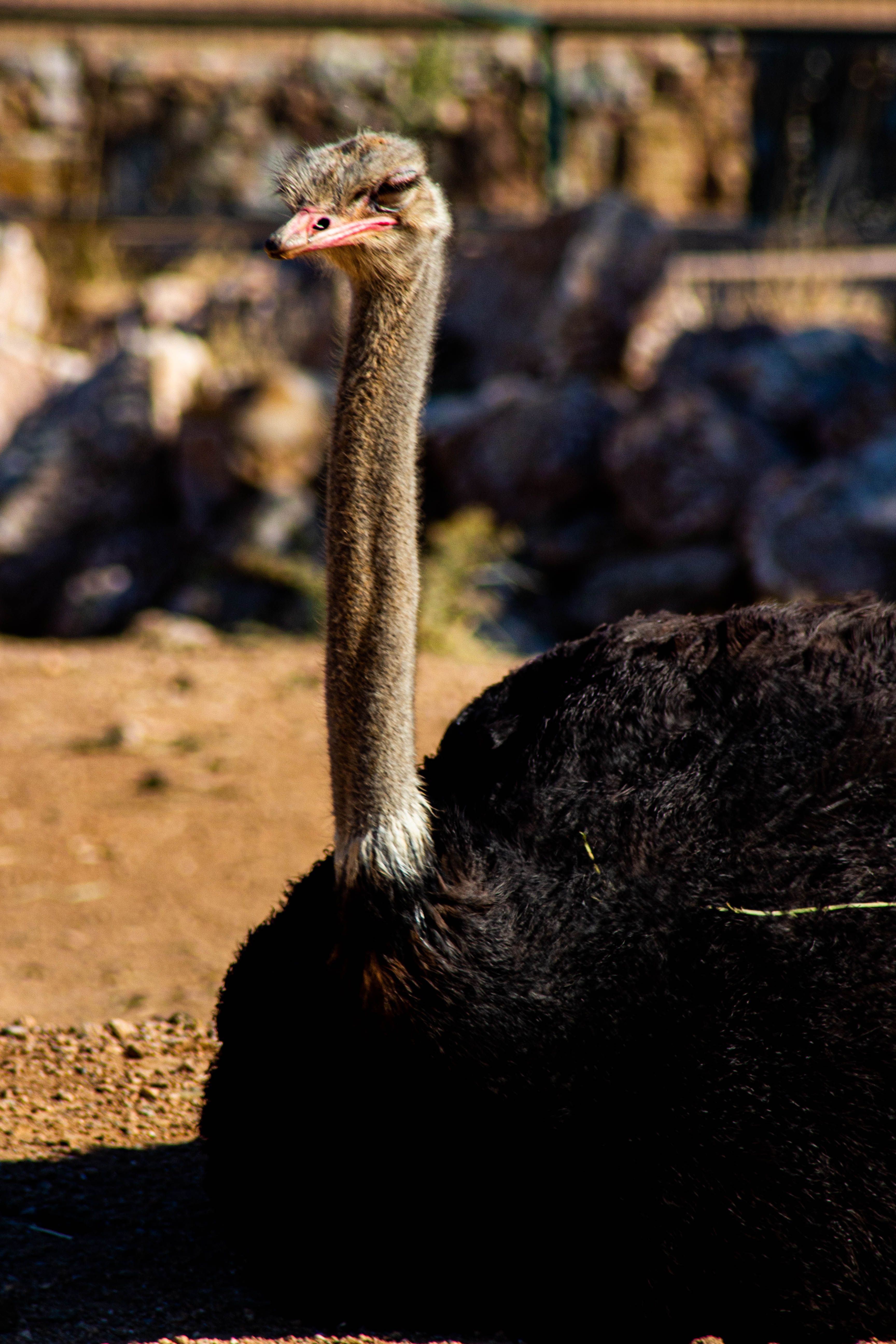 Close-up of a Relaxed Ostrich in Natural Habitat · Free Stock Photo