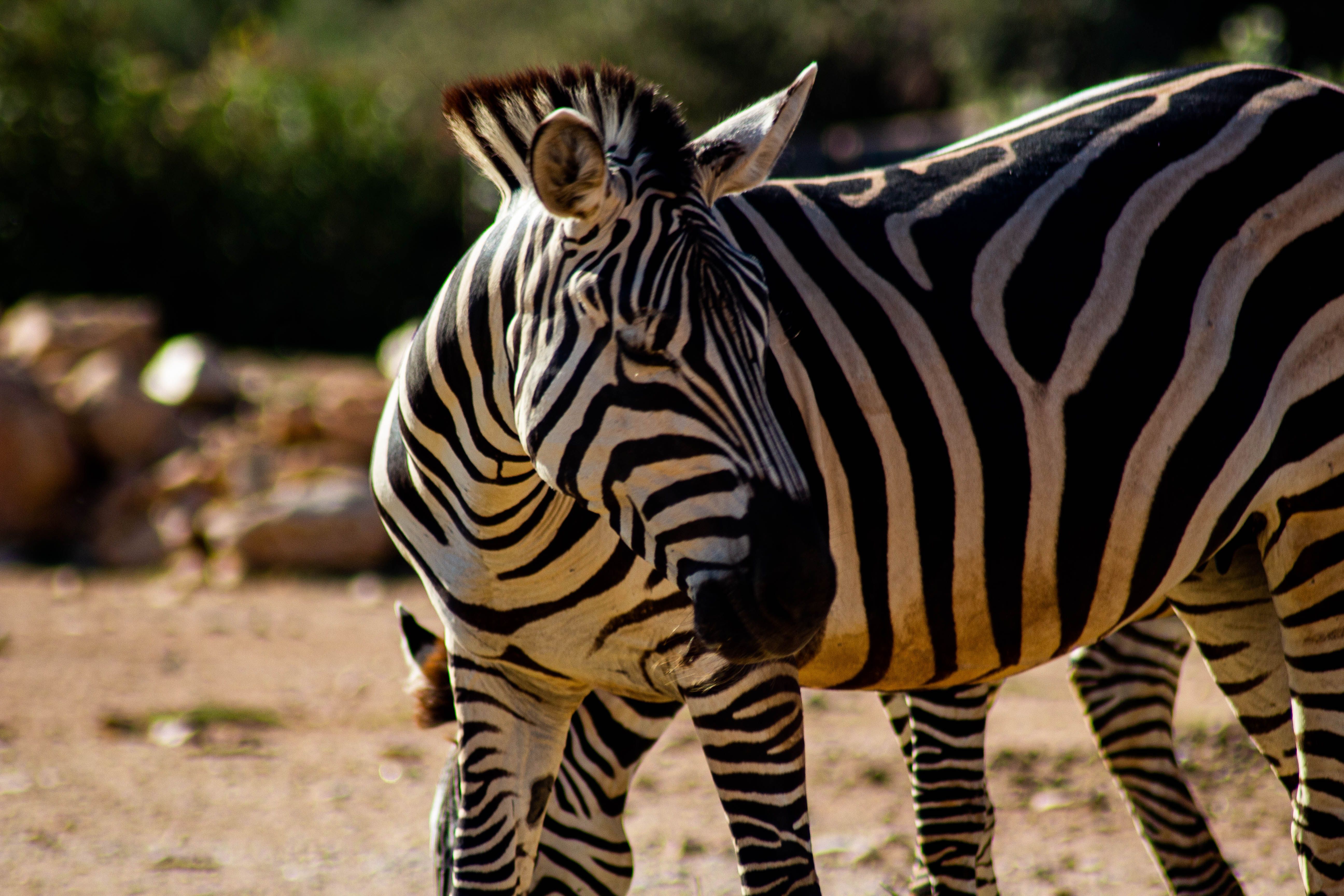 Close-Up of Two Zebras in Natural Habitat · Free Stock Photo