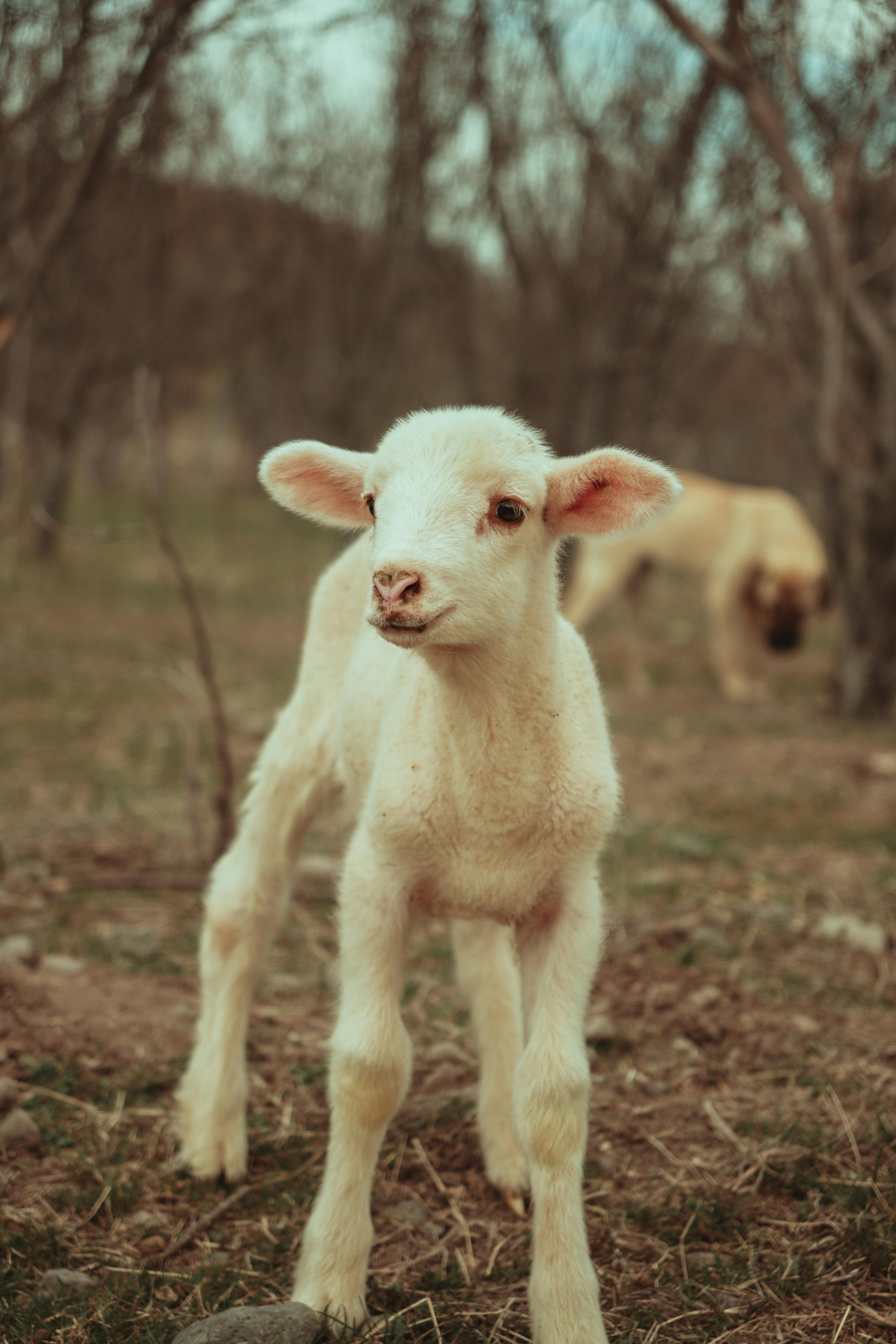 Pictures Of Sheep Photos, Download The BEST Free Pictures Of Sheep ...