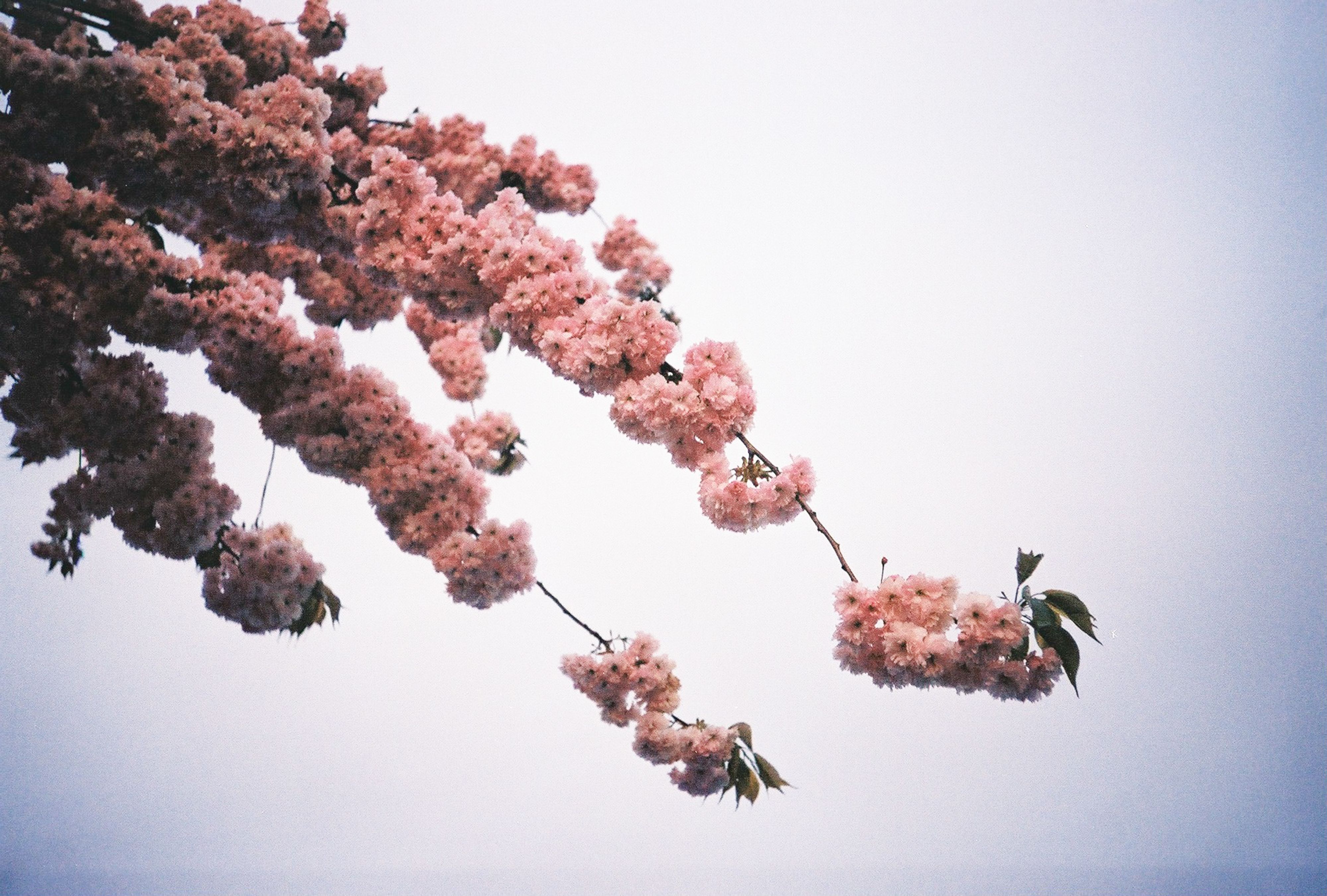 Poetic Vibe Photos, Download The BEST Free Poetic Vibe Stock Photos ...