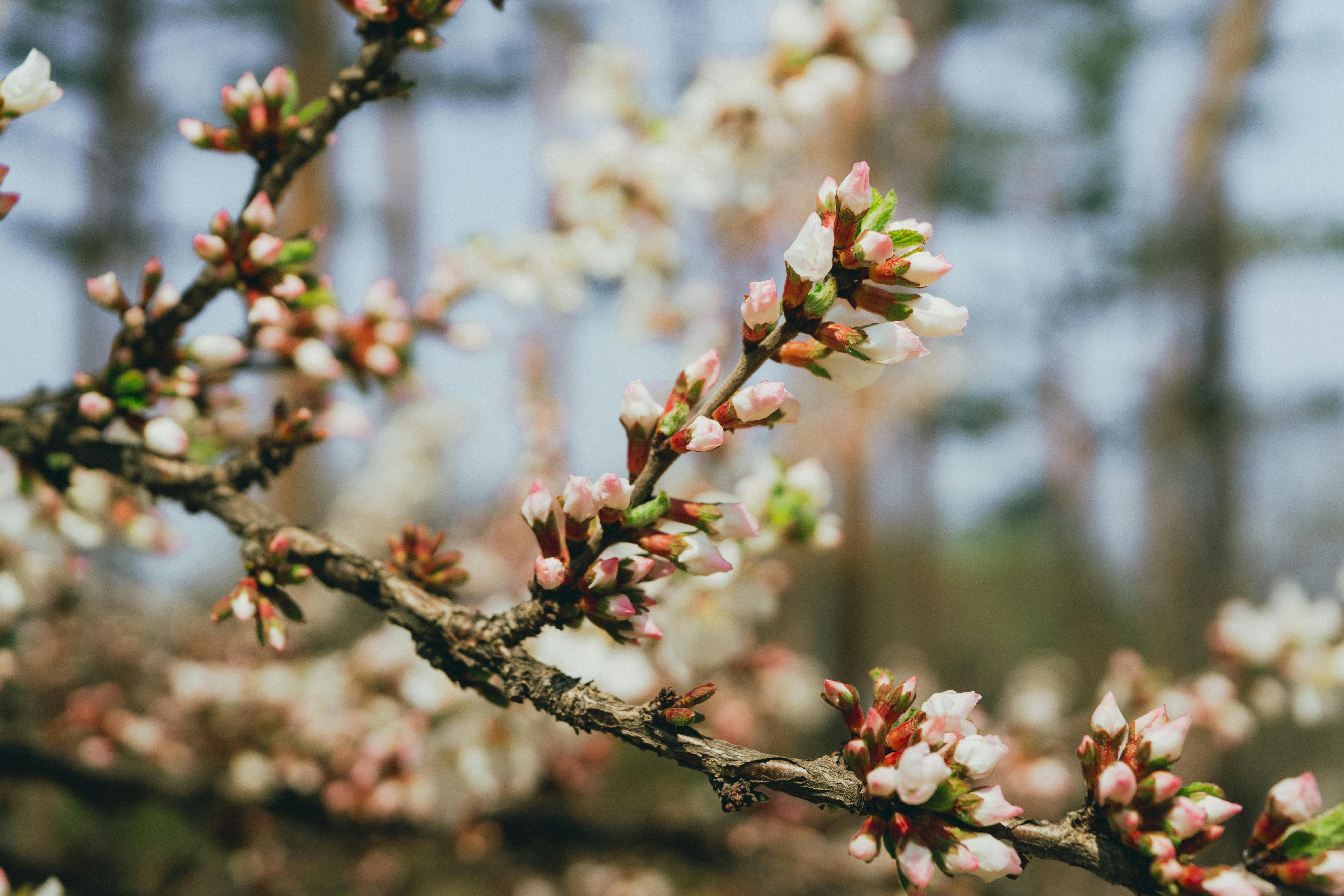 White Background Person Pic Photos, Download The BEST Free White ...