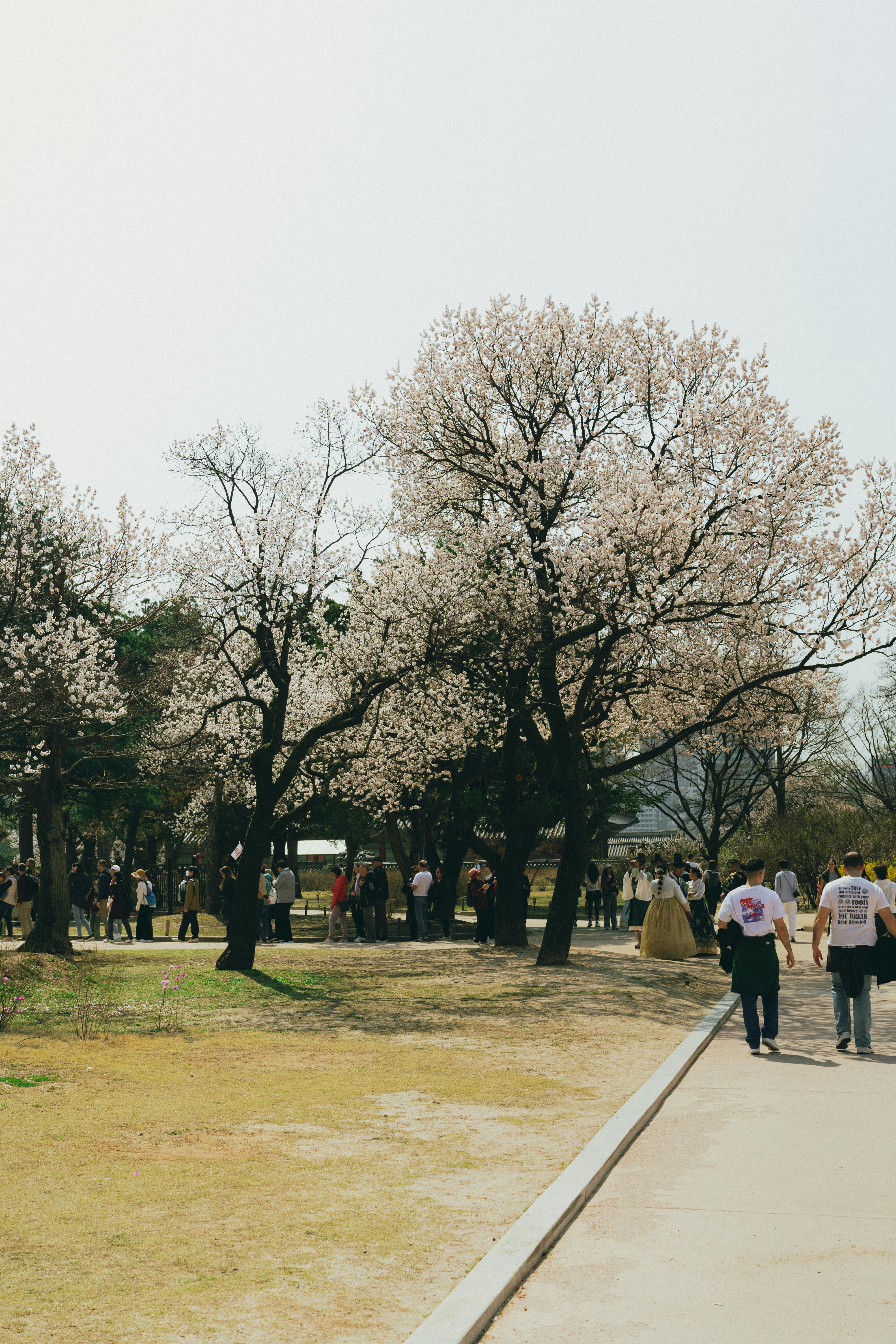 Korean Sakura Landscape Photos, Download The BEST Free Korean Sakura ...