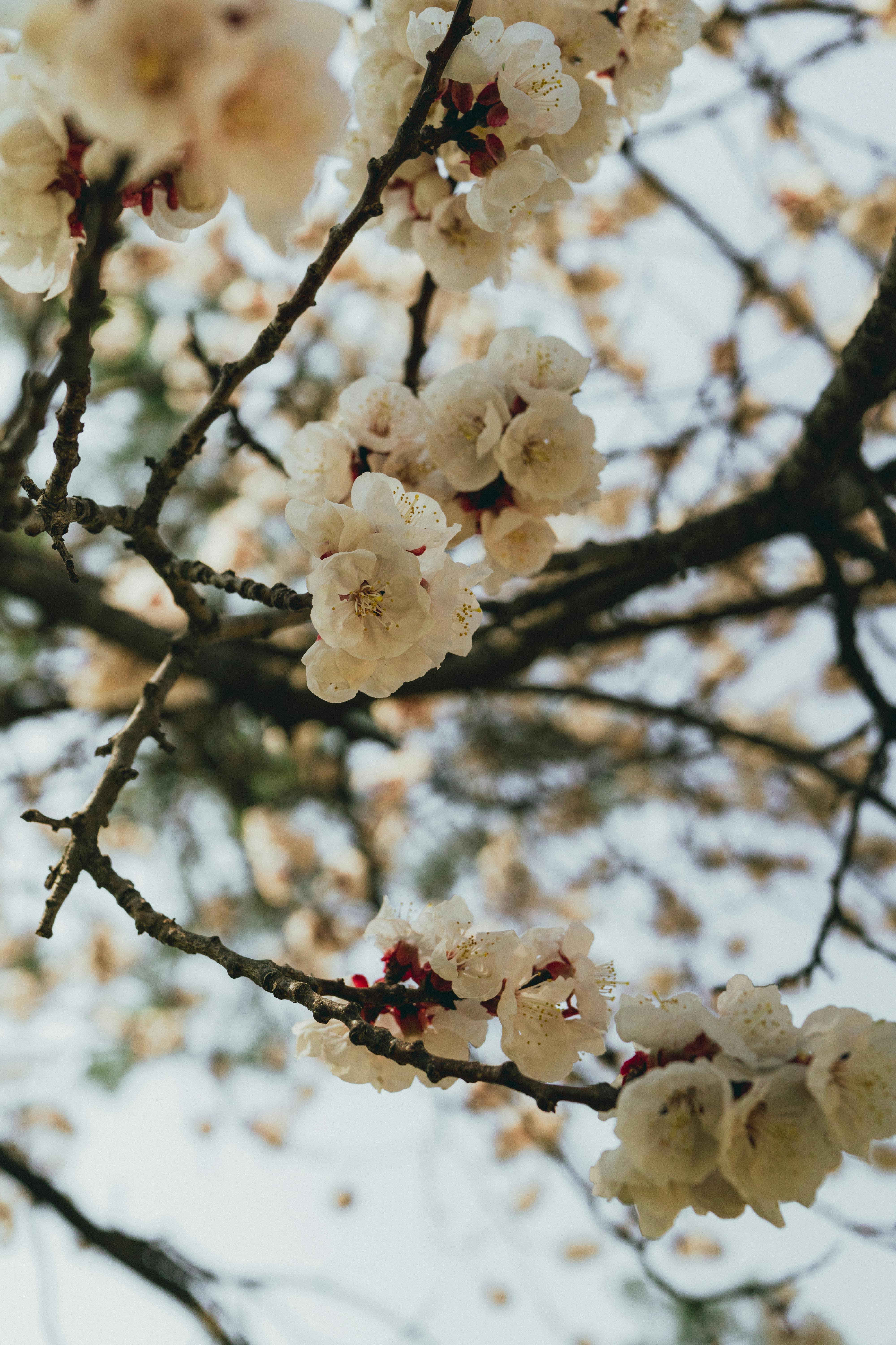 Chava+Hd+Wallpaper Photos, Download The BEST Free Chava+Hd+Wallpaper ...