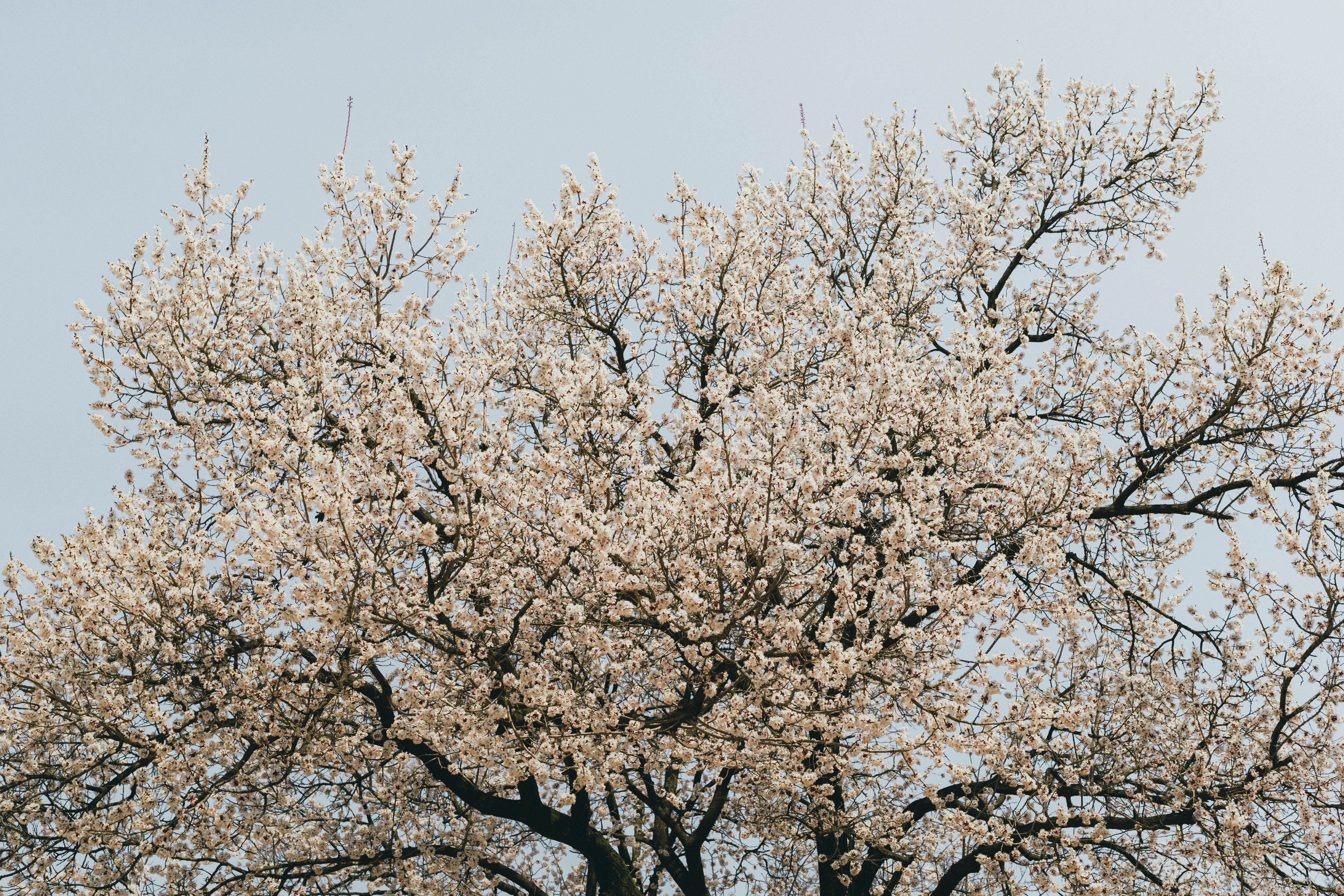 Spring Cherry Blossoms in Seoul, South Korea · Free Stock Photo